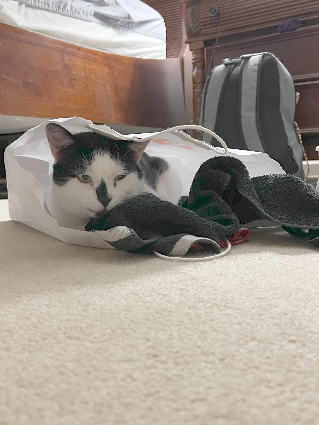 Bagged the cow | Scrolller