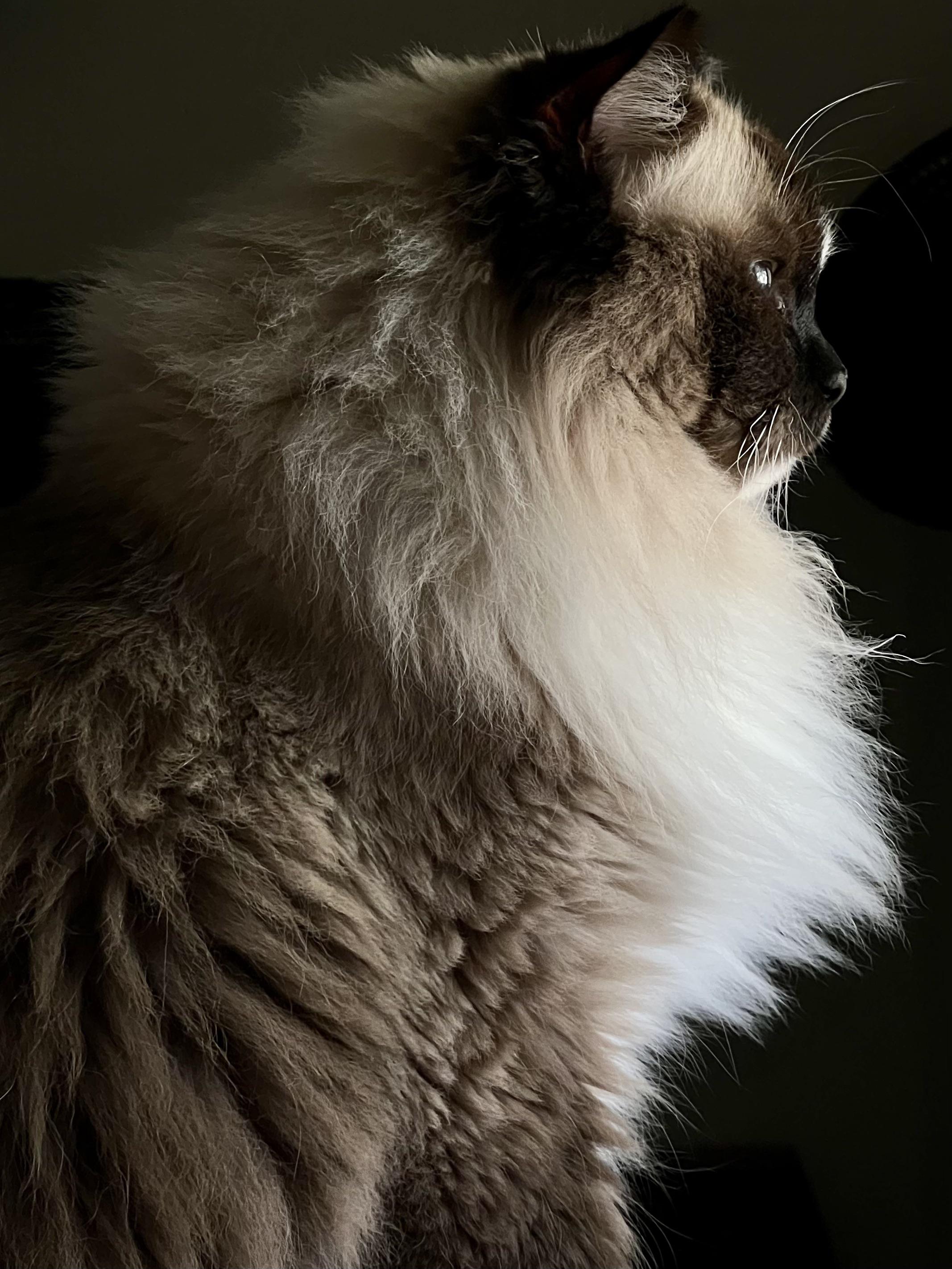 My floofy fluff. | Scrolller