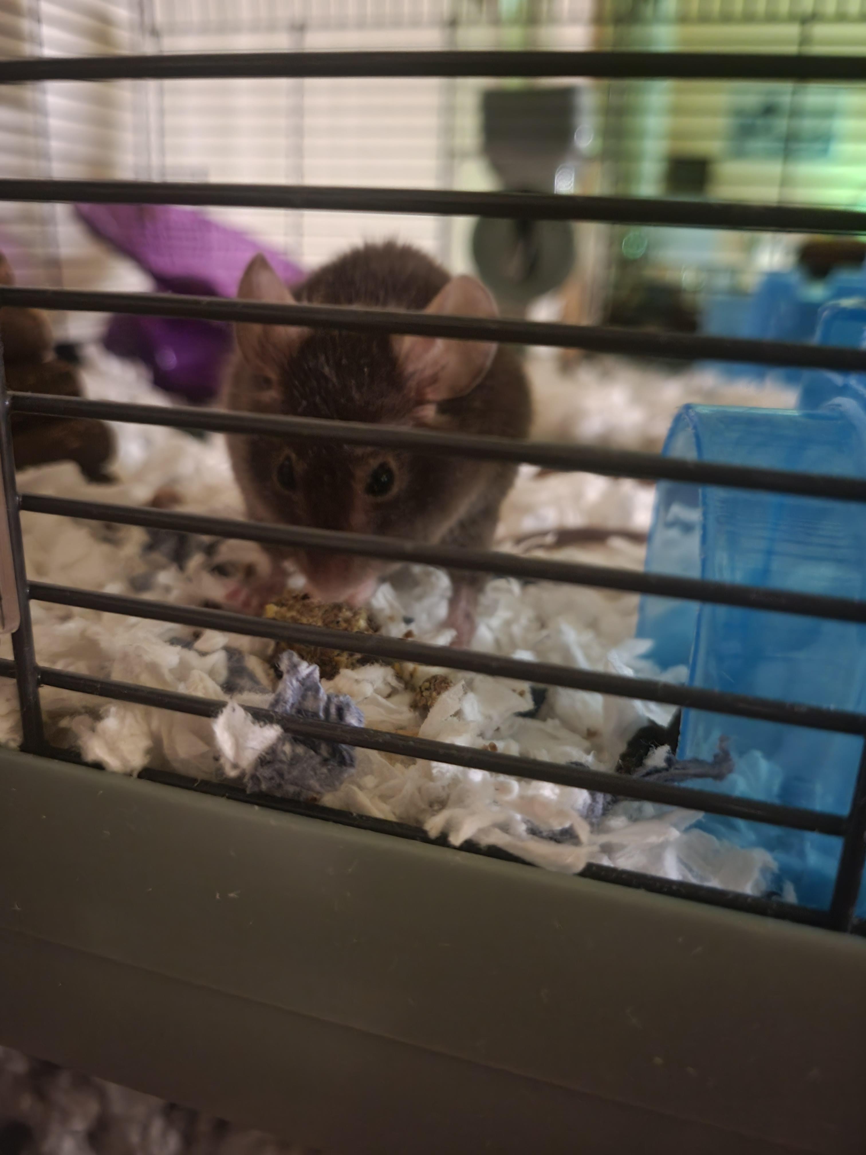 Here's a picture of Juniper:') | Scrolller