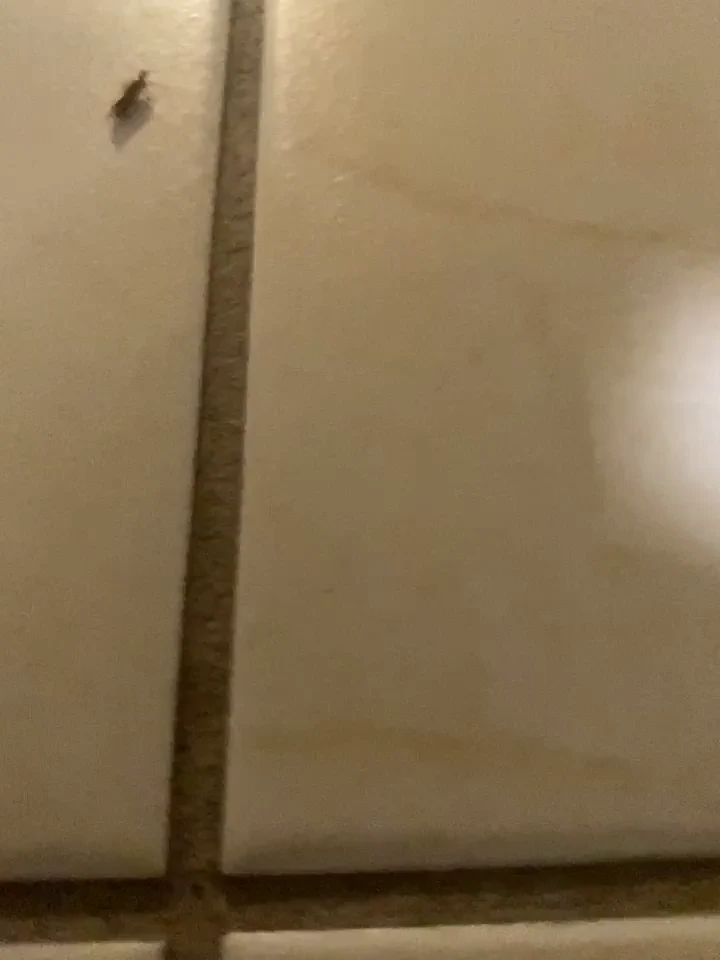 Anyone know what kind of bugs they are everywhere in my house | Scrolller