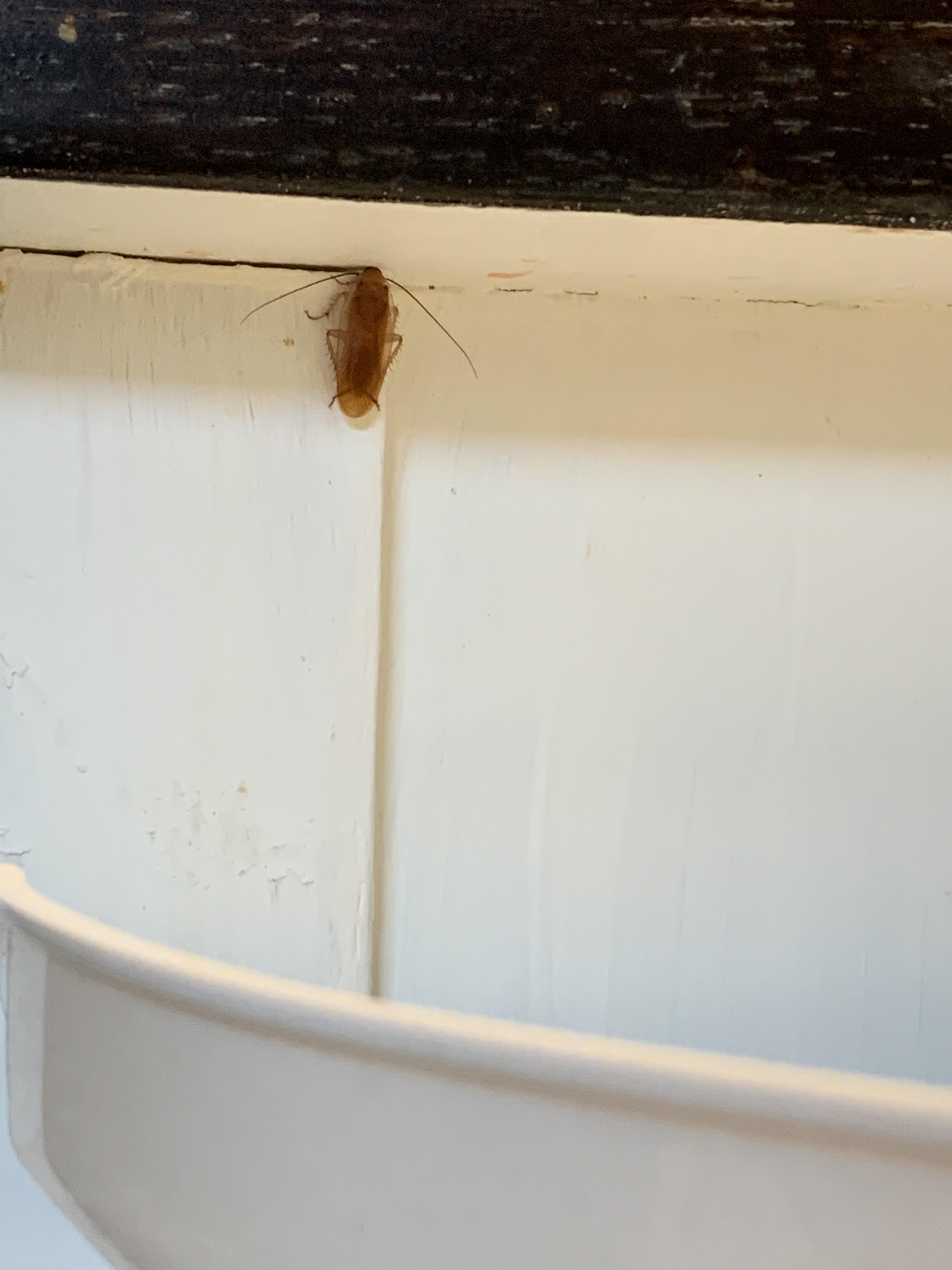 Wood roach or?? | Scrolller