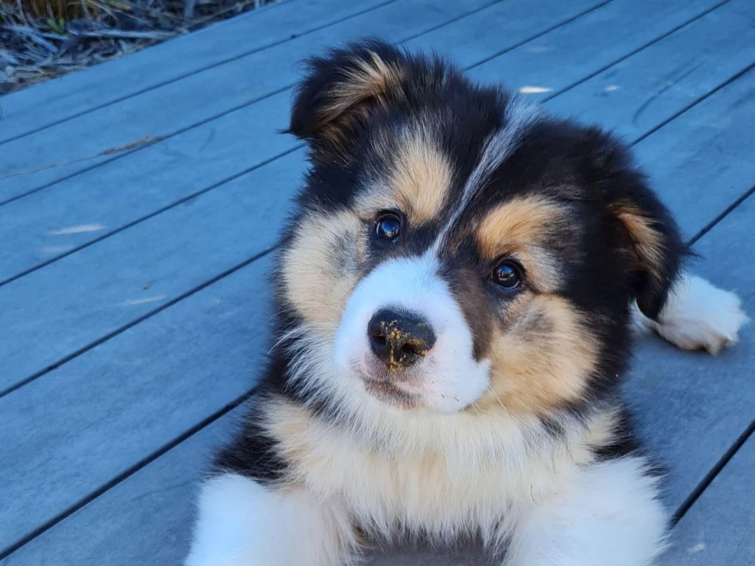 Meet Milo!!! | Scrolller