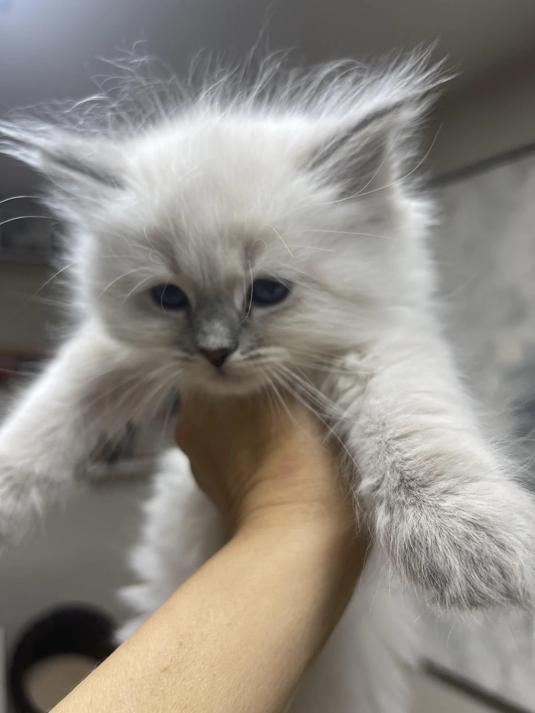 Linus or Cesar? Male Neva. | Scrolller