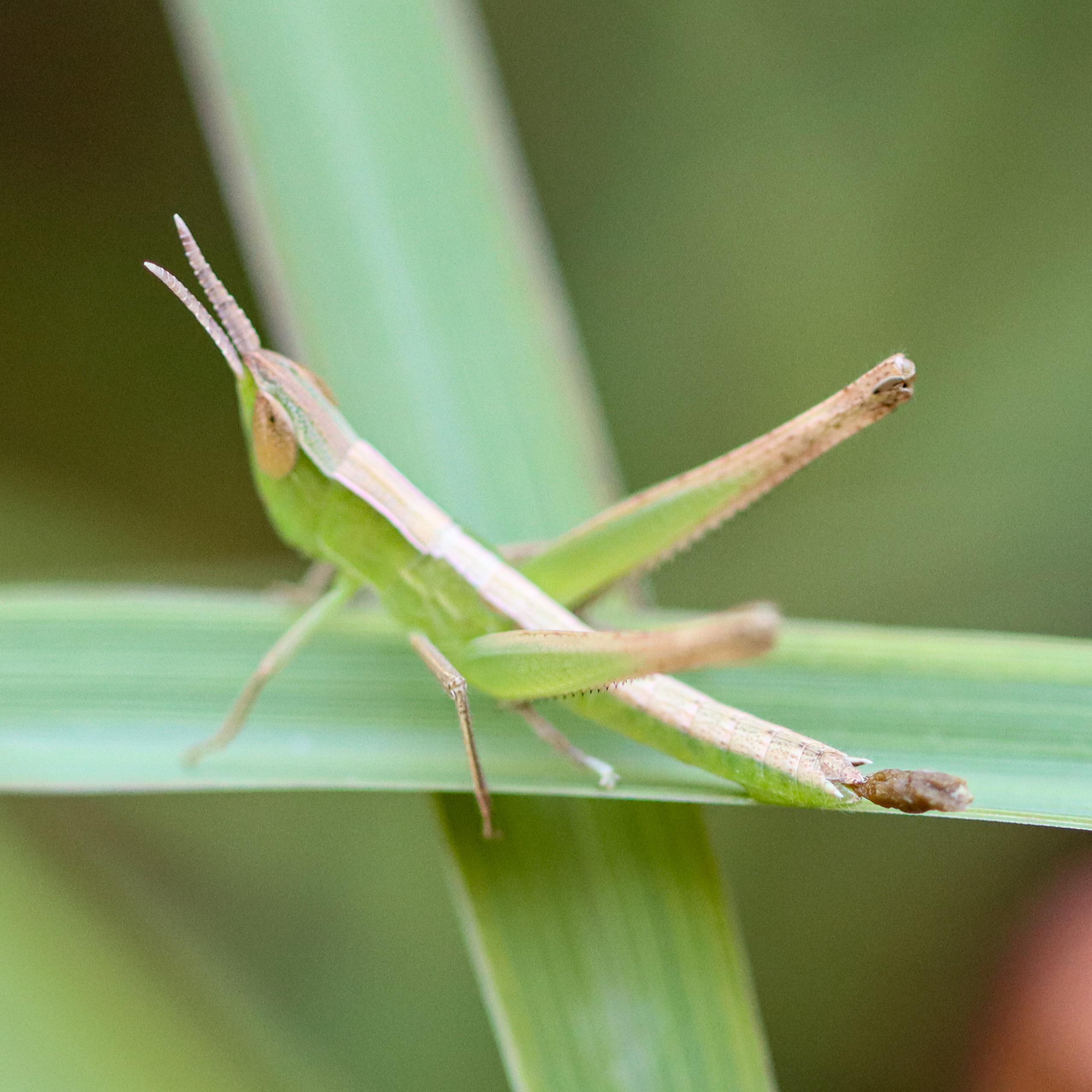 I went in for a nice pic of this baby grasshopper, but it turned out crappy | Scrolller