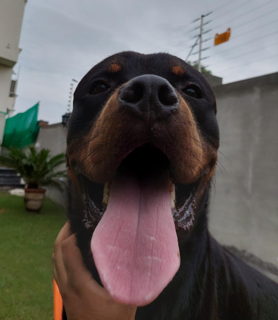 Your dogs have ears? | Scrolller