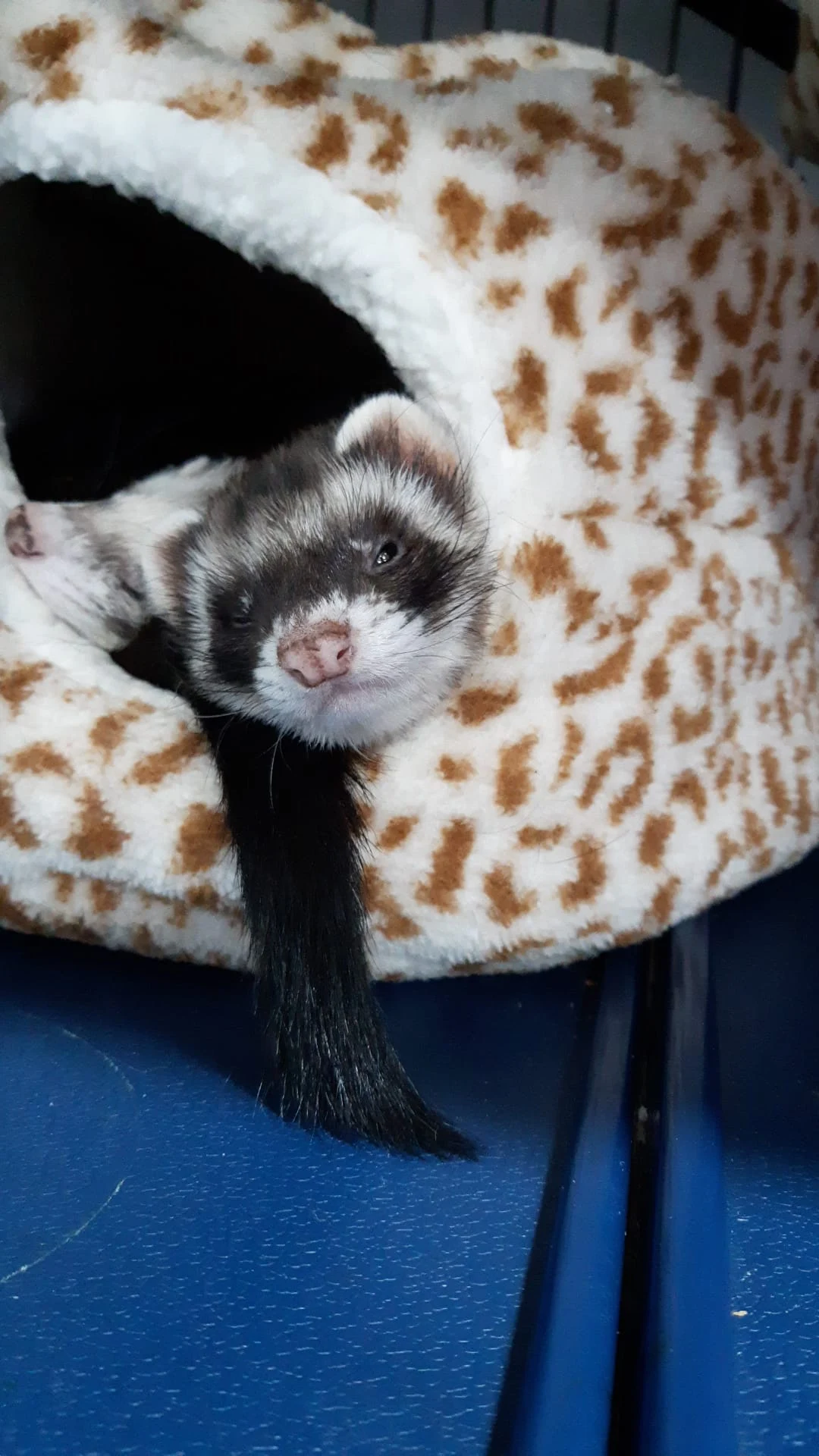 Discover more like Ferrets: Attention seeking but also sleepy! and Related Content | Scrolller