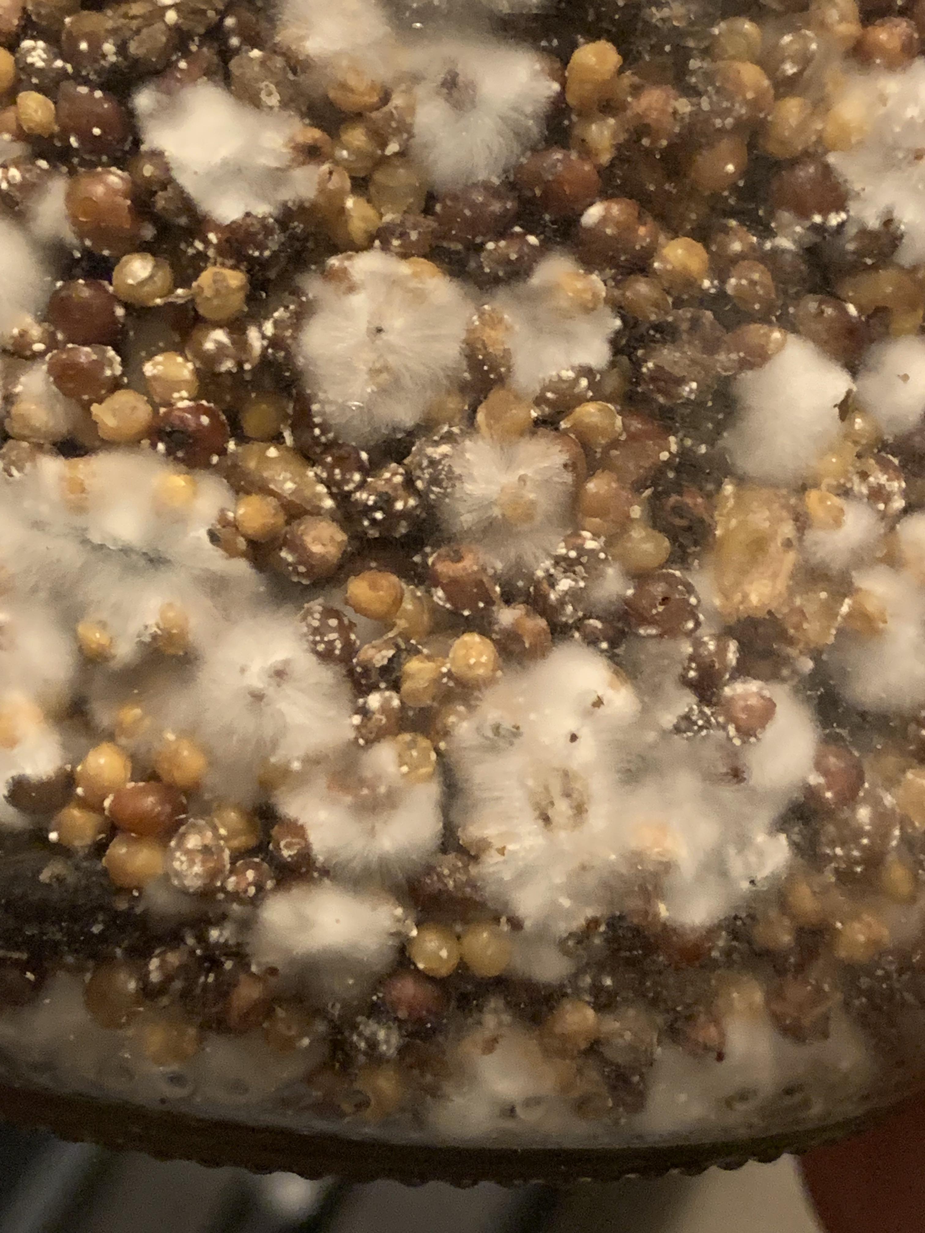 [contamination] White spots | Scrolller