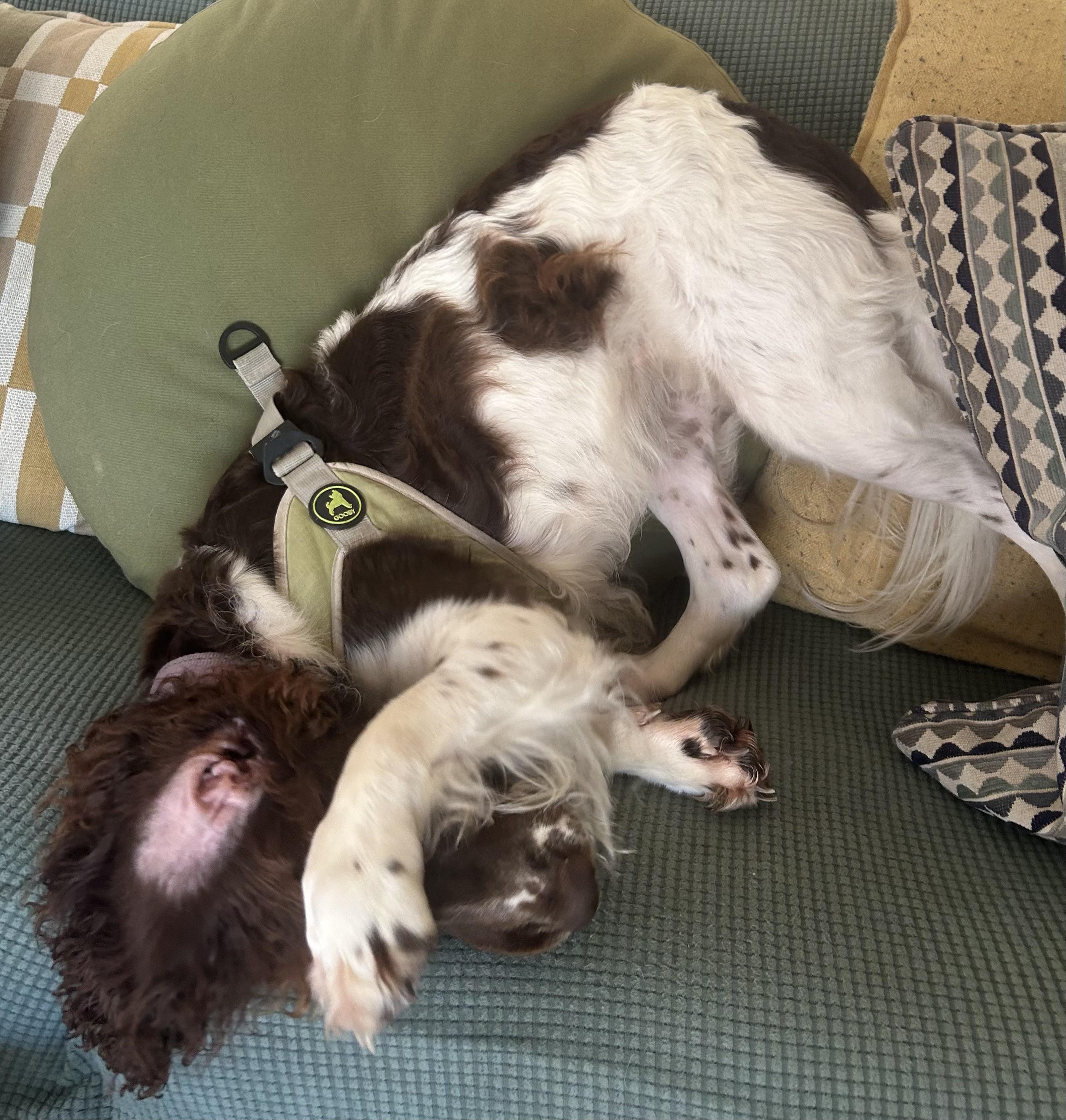 Hide and seek anyone? | Scrolller