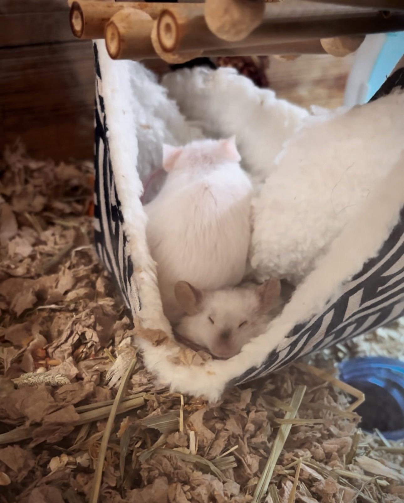 Squishy snooze | Scrolller