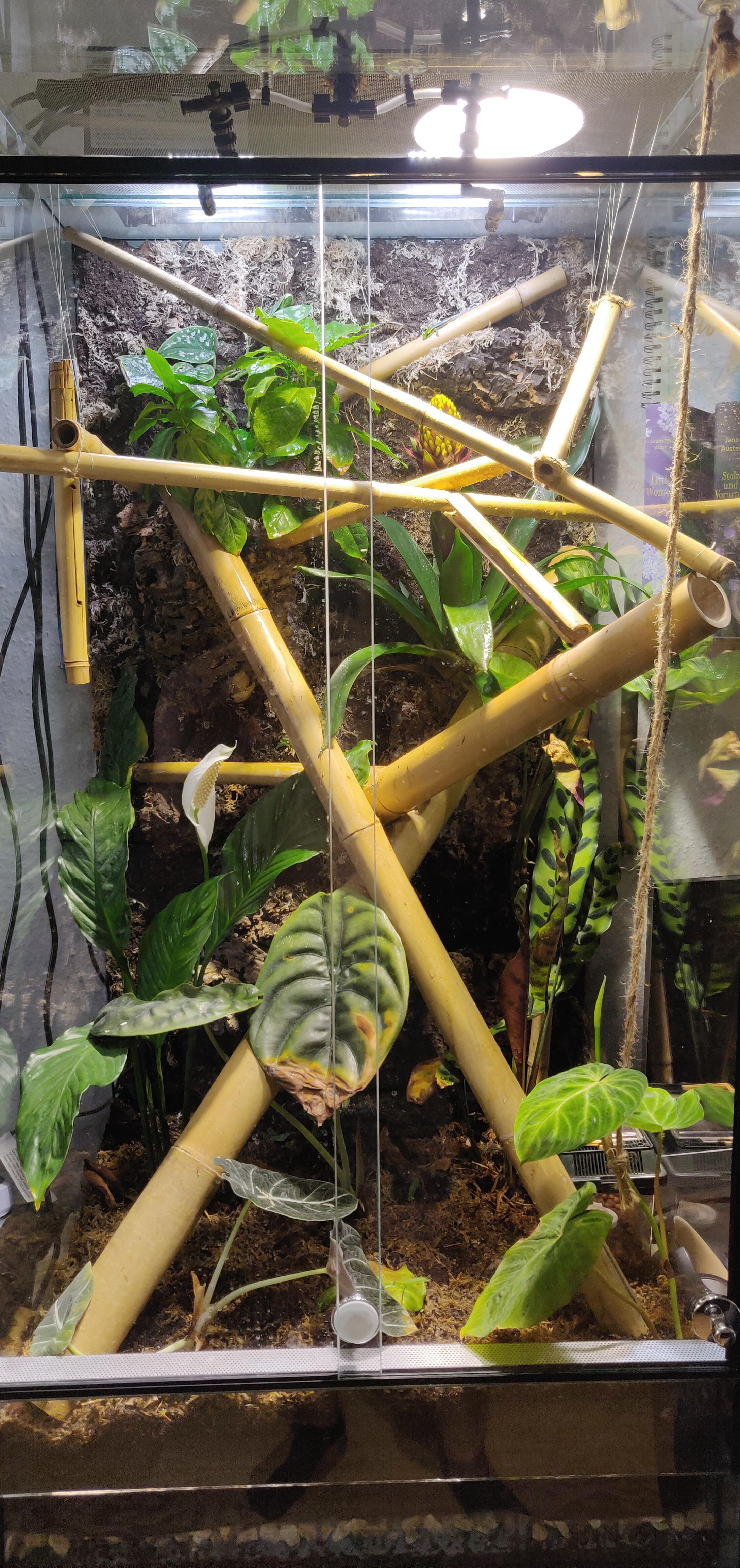 New gecko enclosure | Scrolller