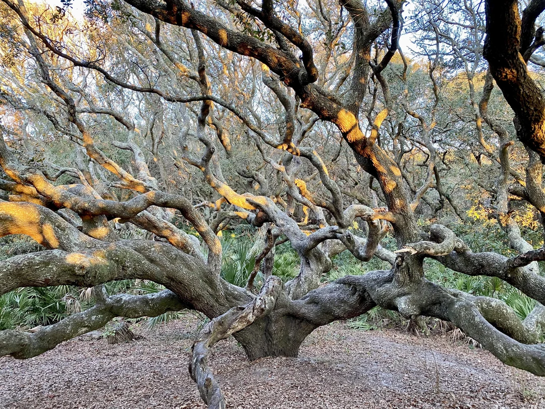 Gnarly old oak tree flecked with morning rays - Cumberland Island National Seashore (4032x3024 ...