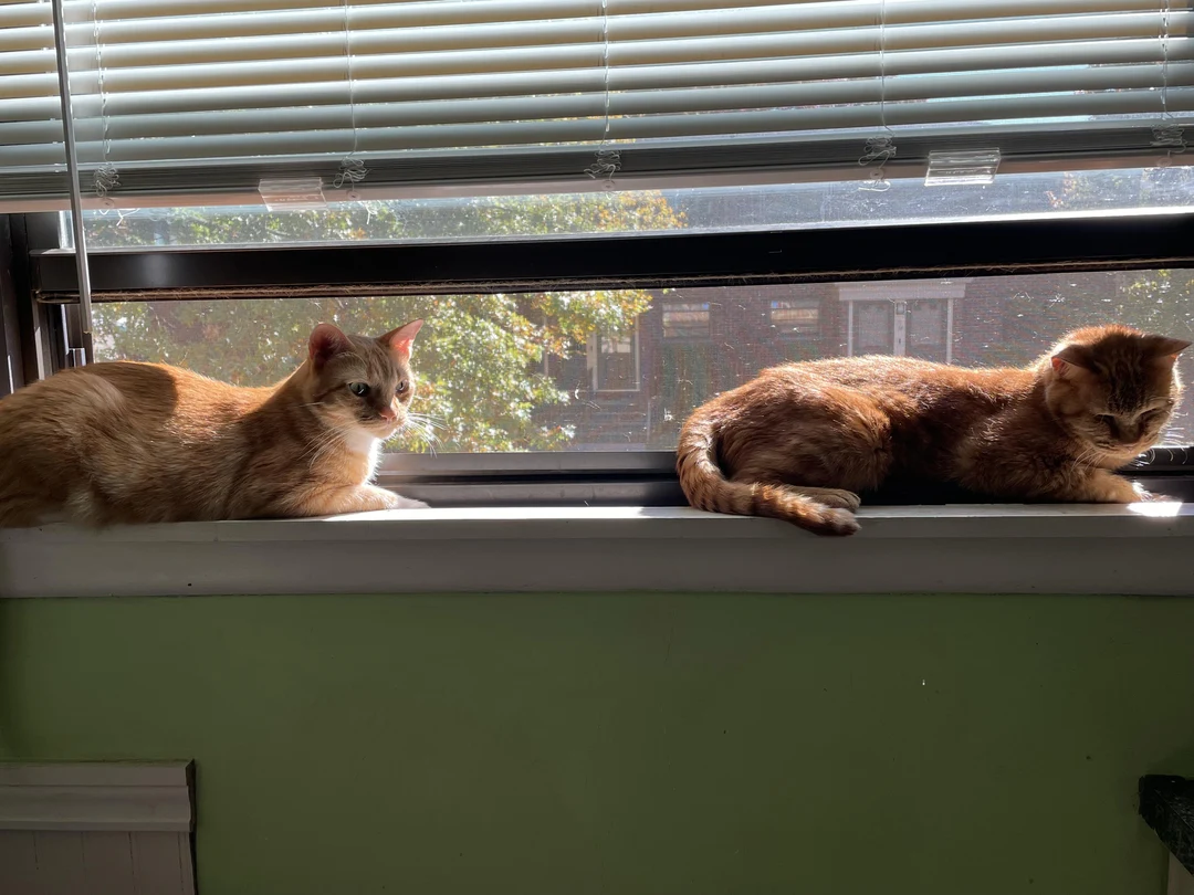 Two freshly baked loaves cooling on the windowsill | Scrolller