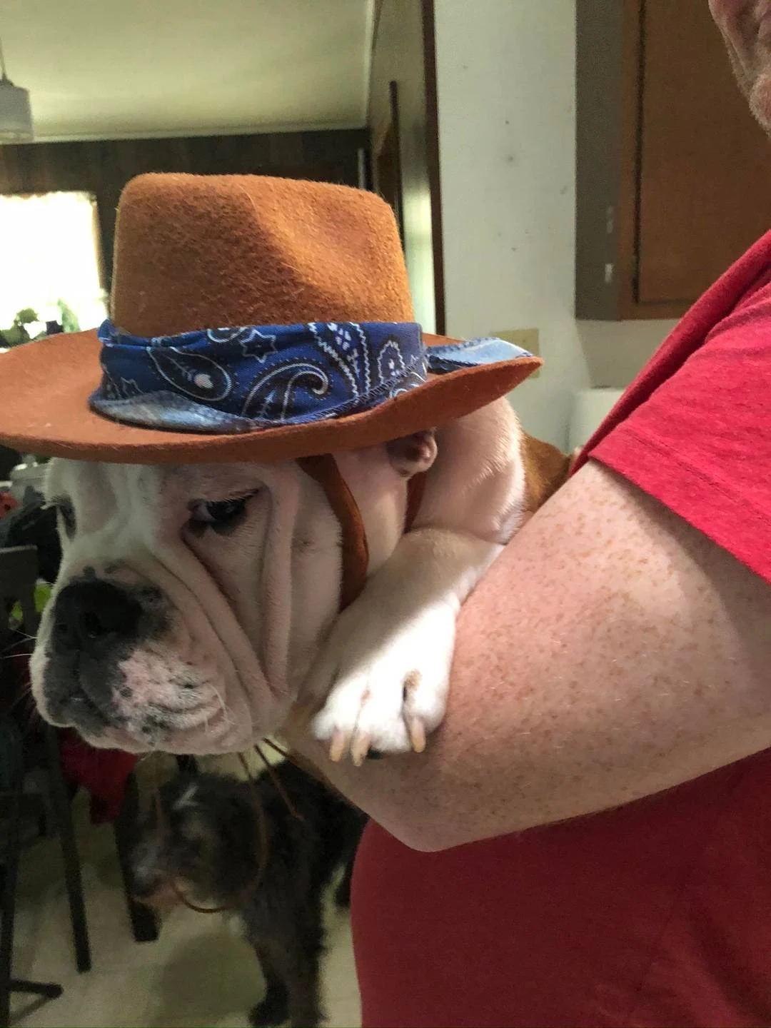 Howdy pardner | Scrolller