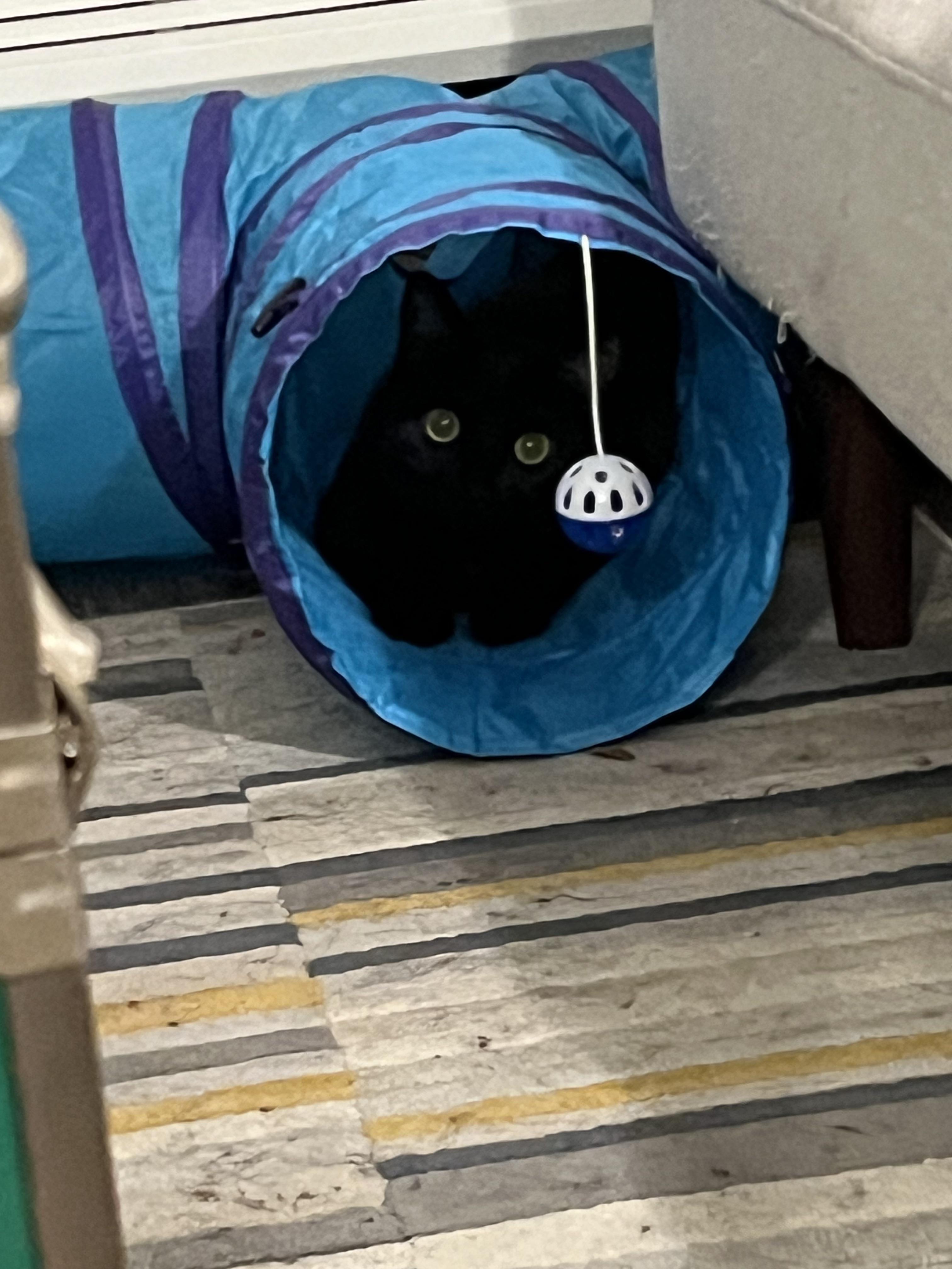 Sadie void | Scrolller