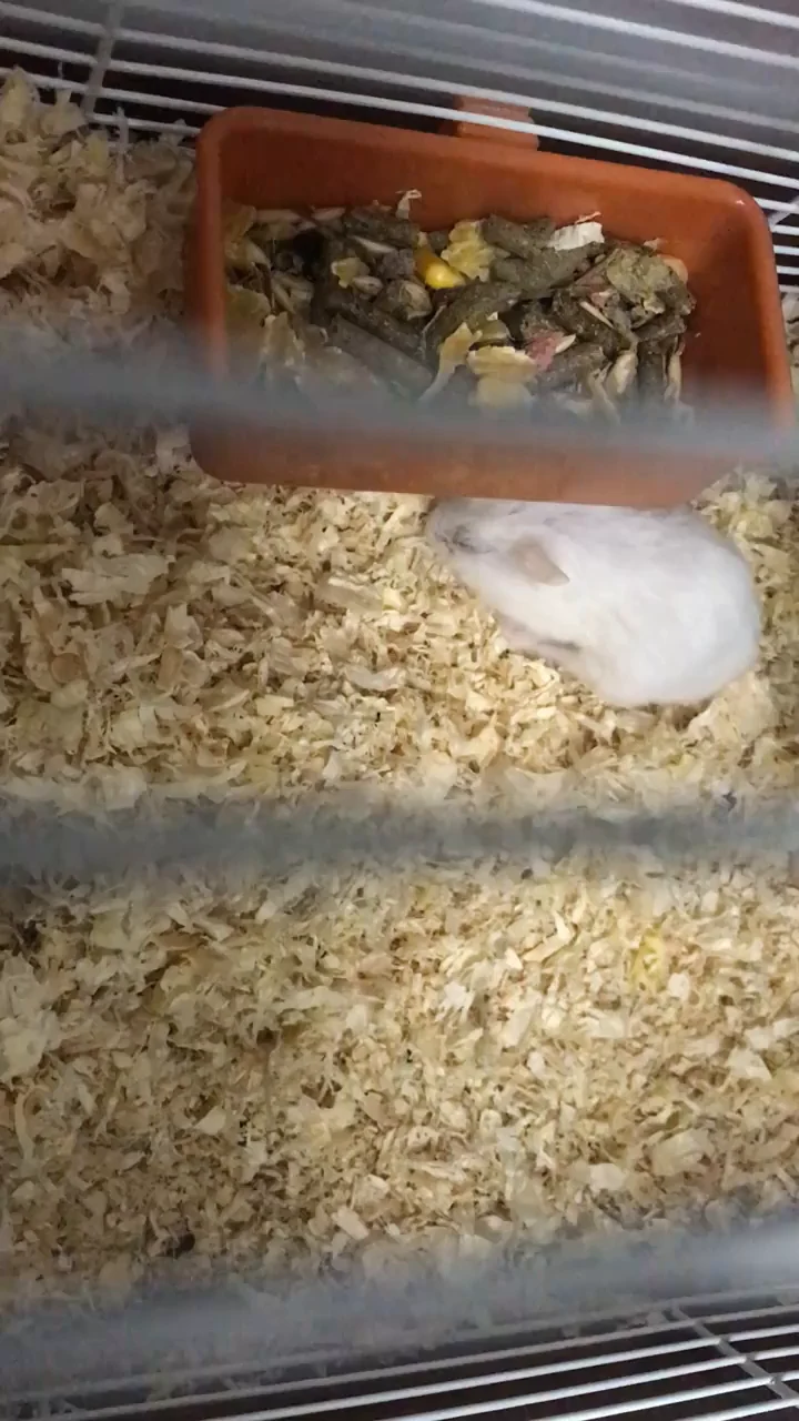 Discover more like Hamsters: Is my hamster going to die it’s breathing very hardly and Related ...