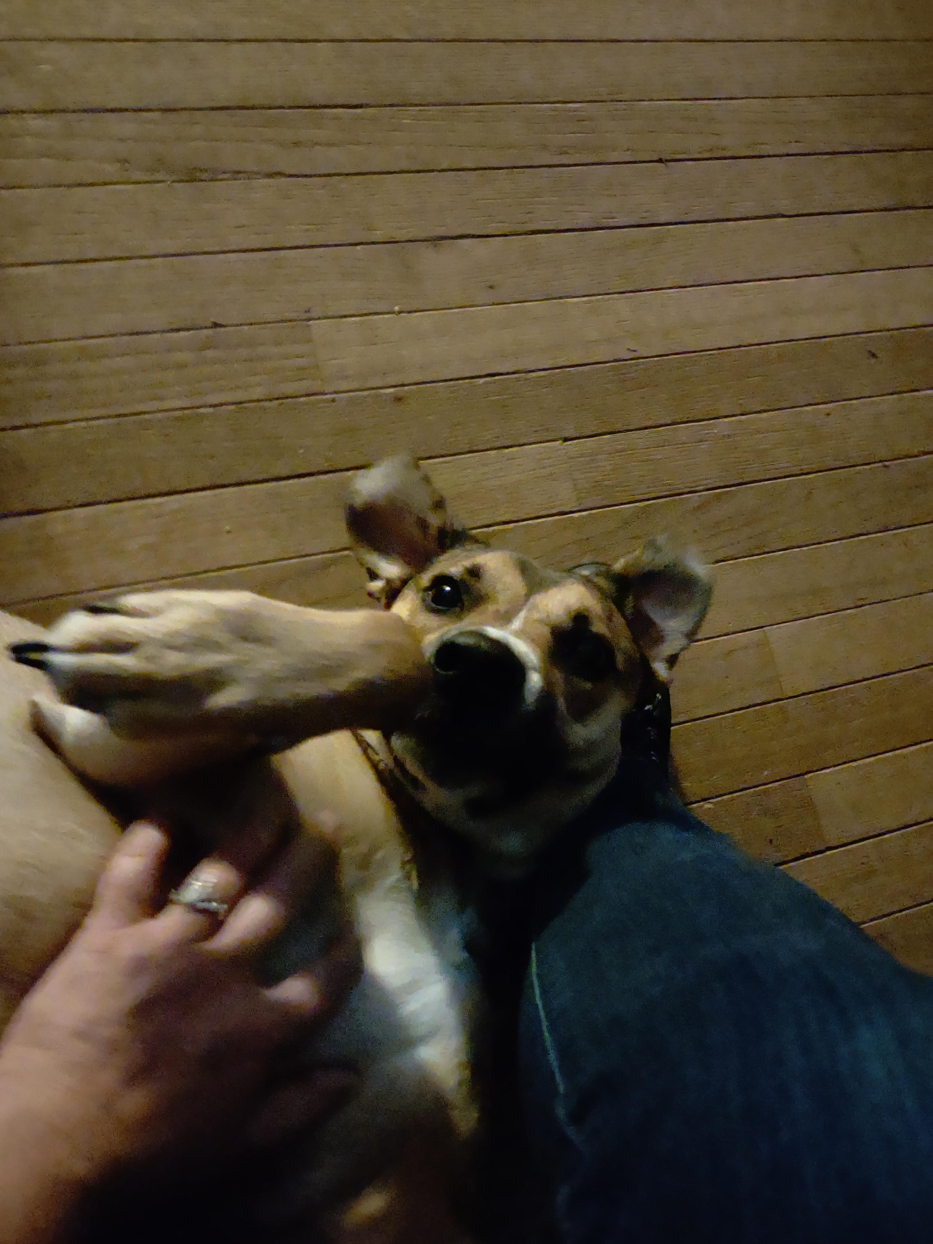 Post fetch belly rubs | Scrolller