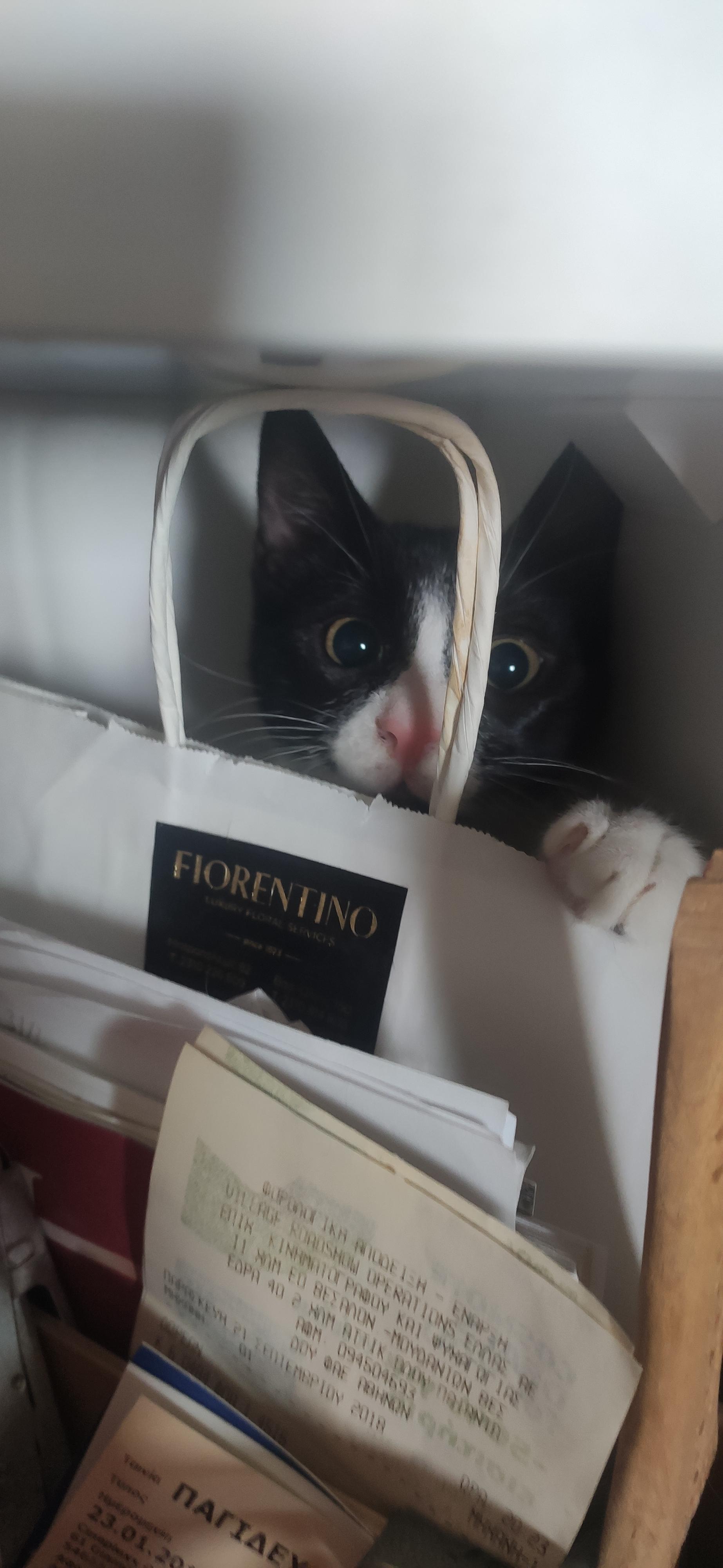 [OC] My mischievous little devil, Hera | Scrolller