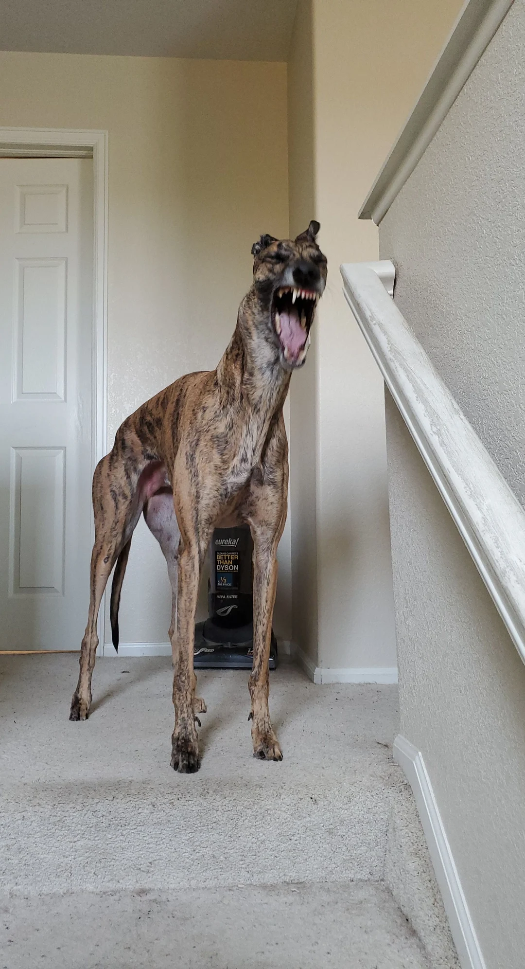 Greyhound or demigorgon? | Scrolller