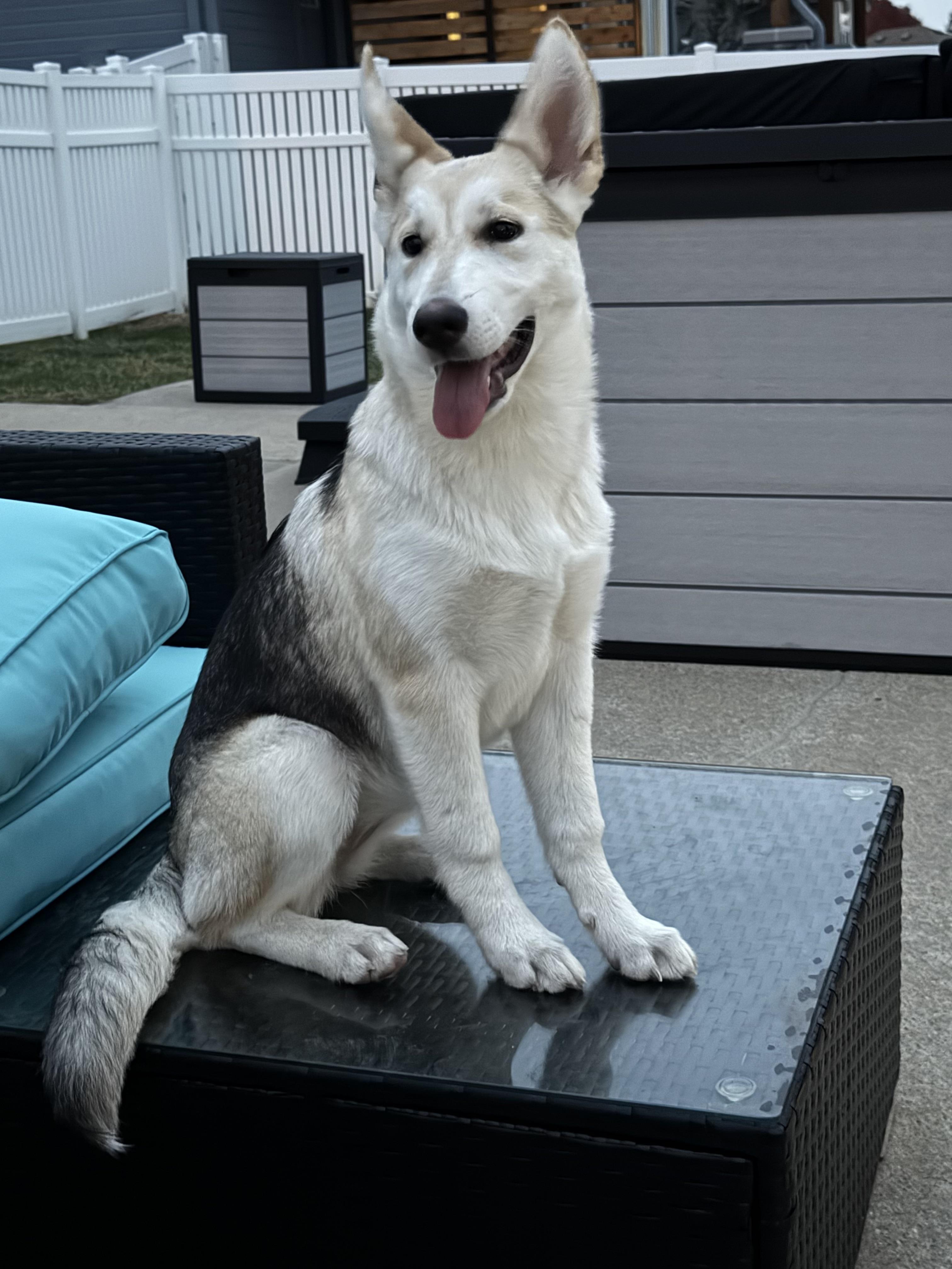 My rescue pup Nova :) | Scrolller