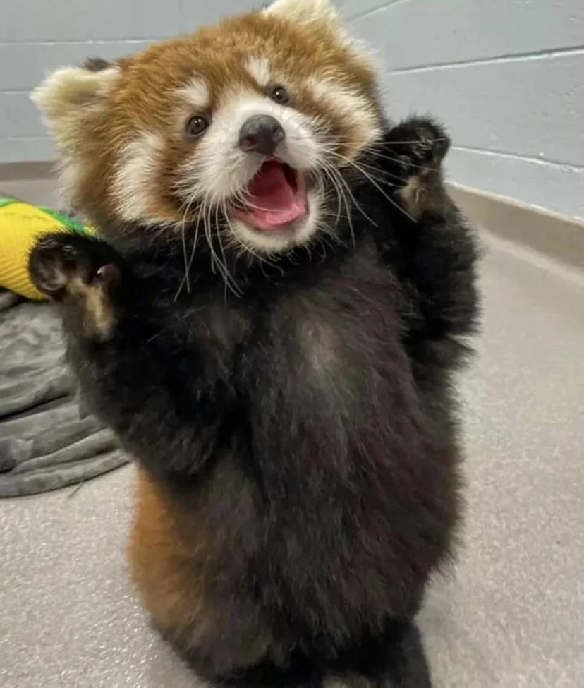 Red panda | Scrolller