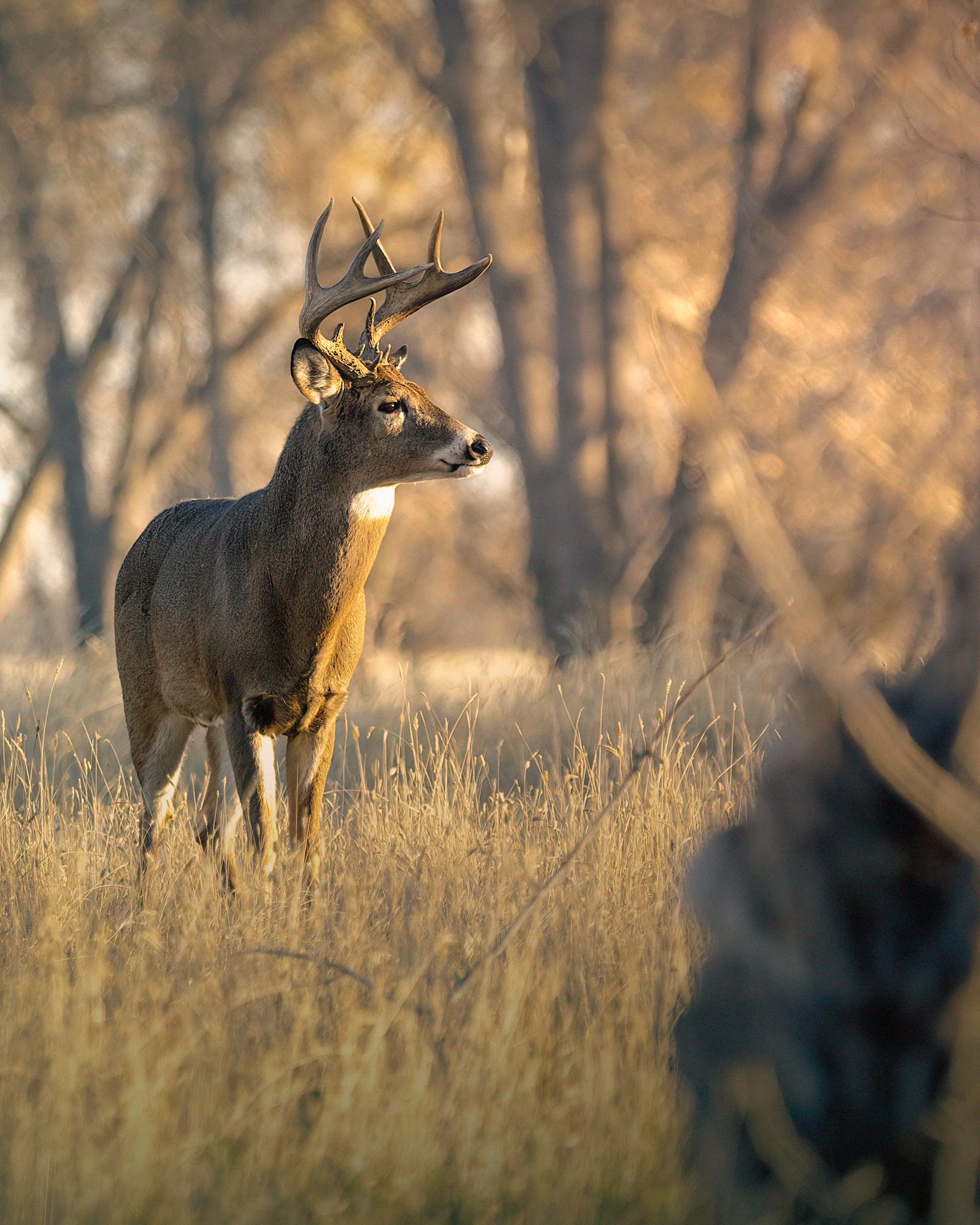 Distracted | Scrolller