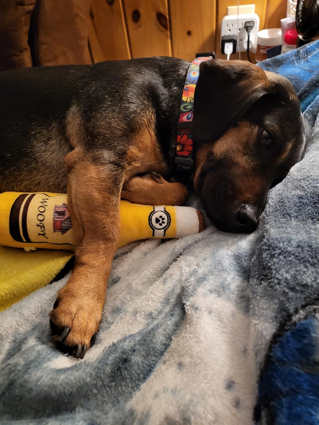 My girl is having a ruff day. | Scrolller