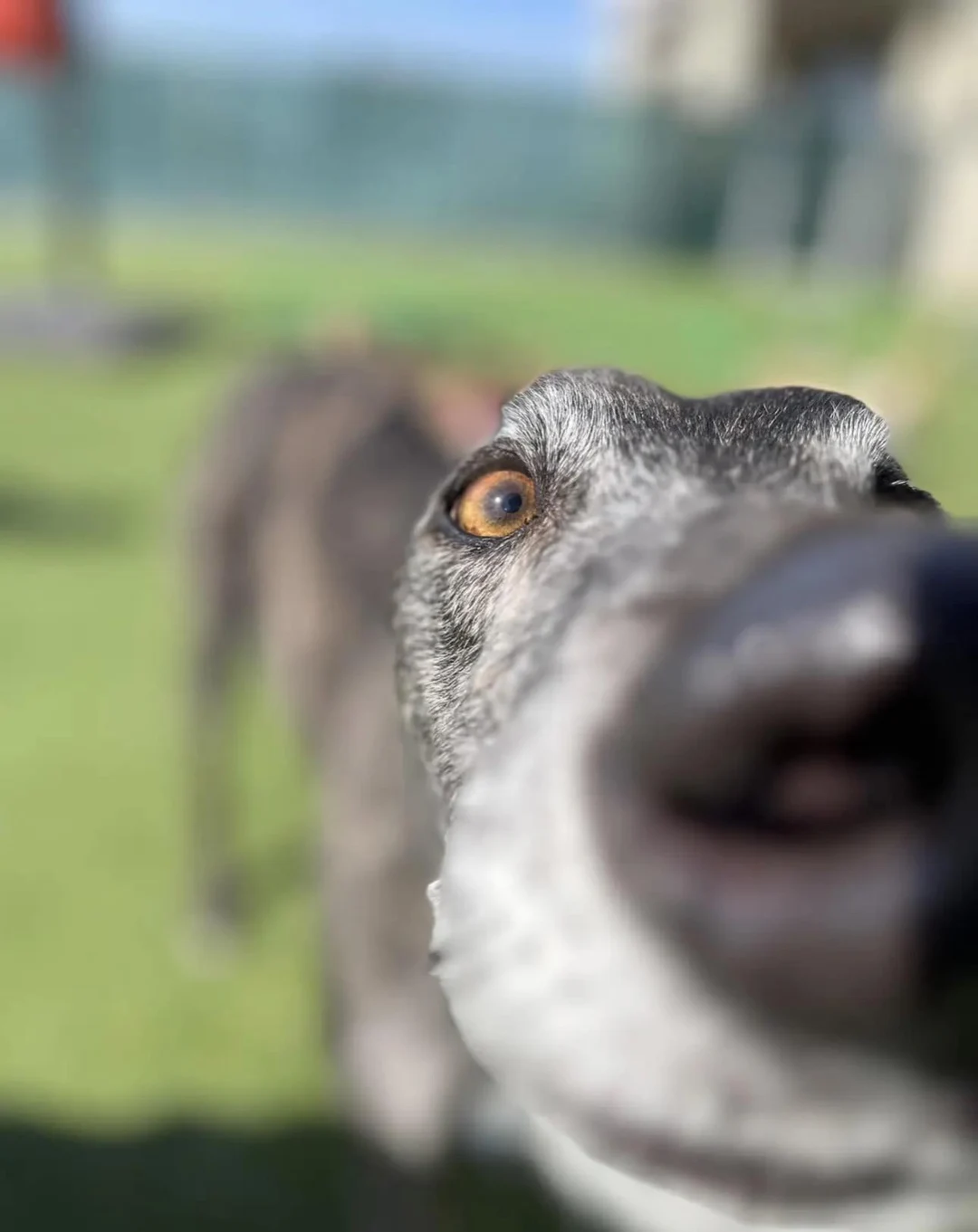 Daycare Nose Boops | Scrolller