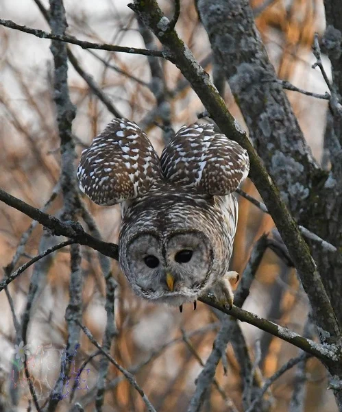Barred Owl launching from a branch to take out a rodent.!! | Scrolller