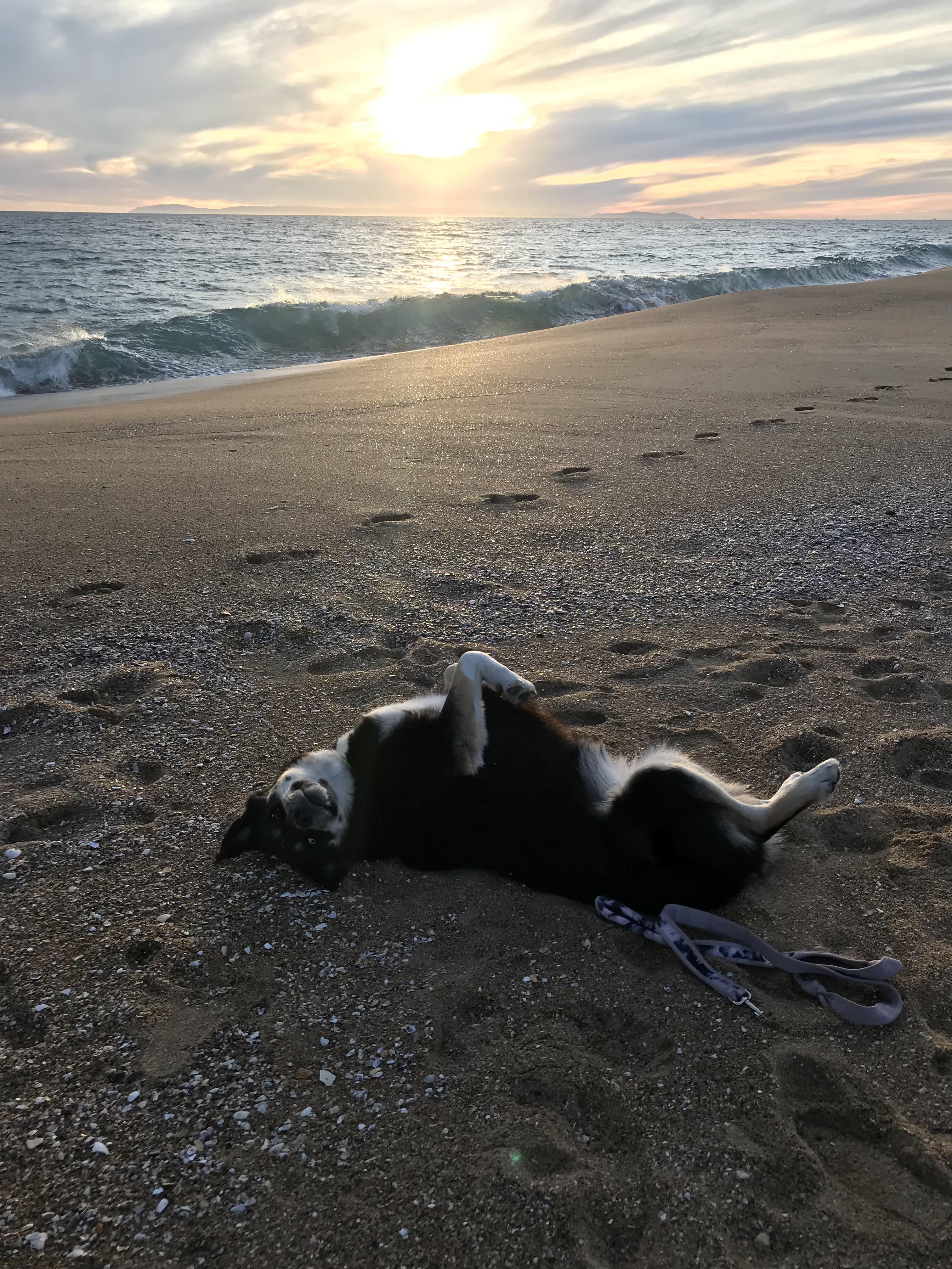 [OC] soaking up the rays and all the attention 😍 | Scrolller