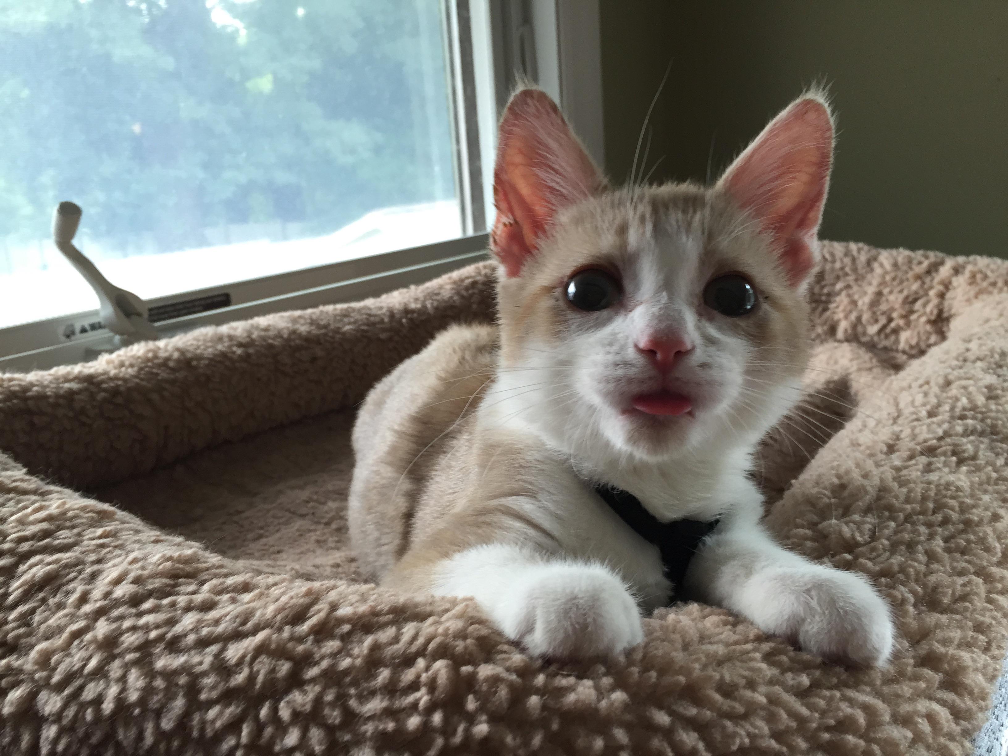 Wiggles’ first blep | Scrolller