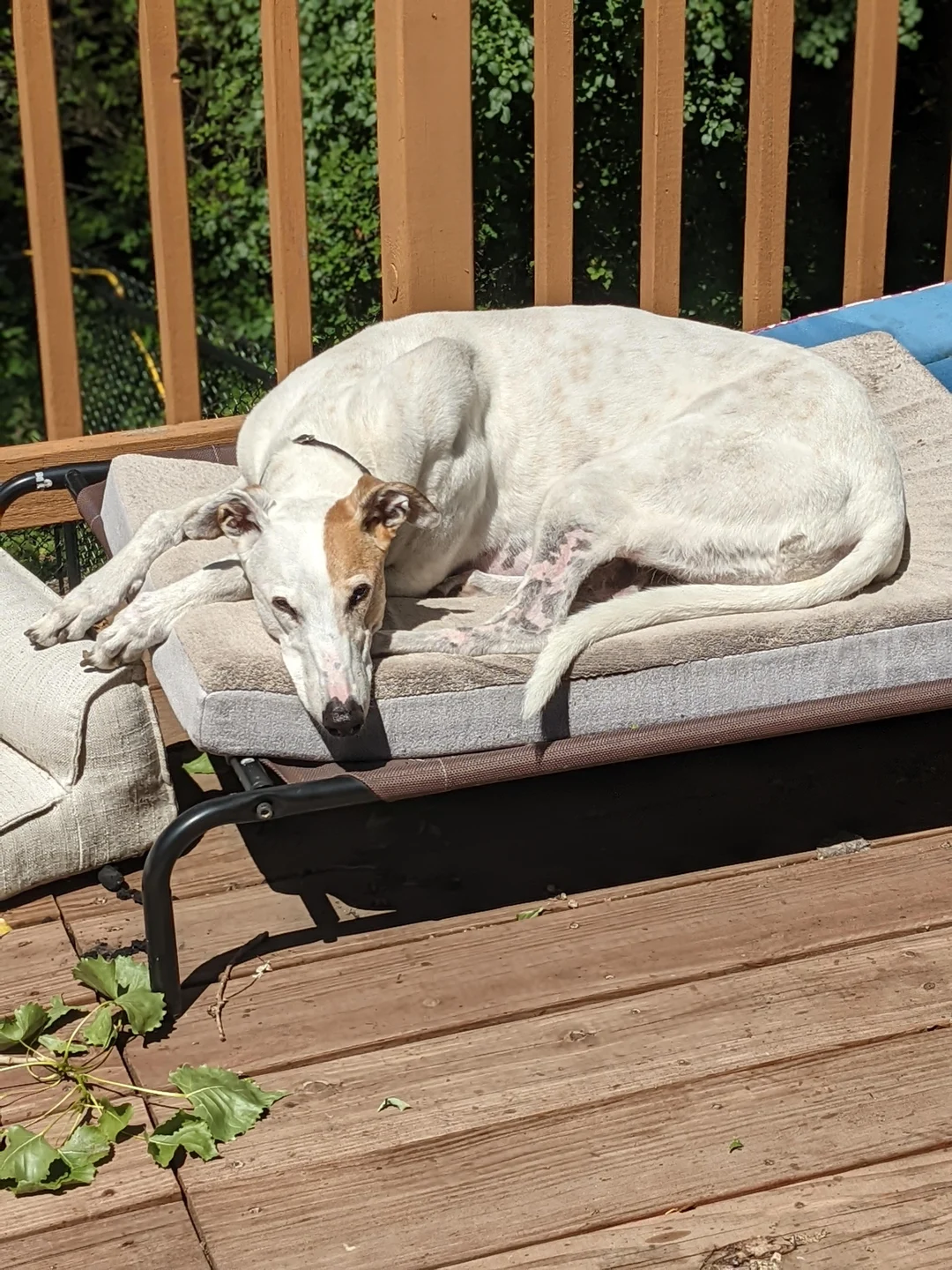 Sunbathing beauty | Scrolller