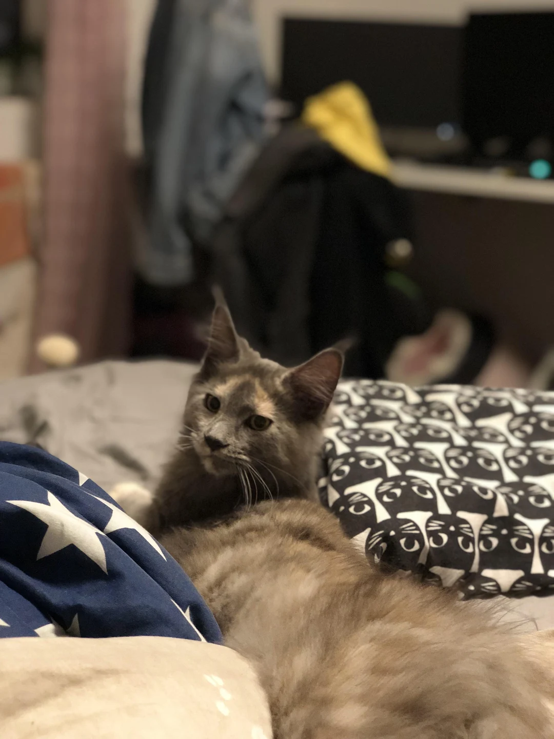 Don’t bother me hooman | Scrolller