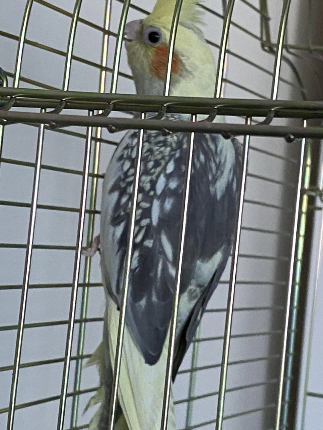 Hello everyone, this is my baby Koko! | Scrolller