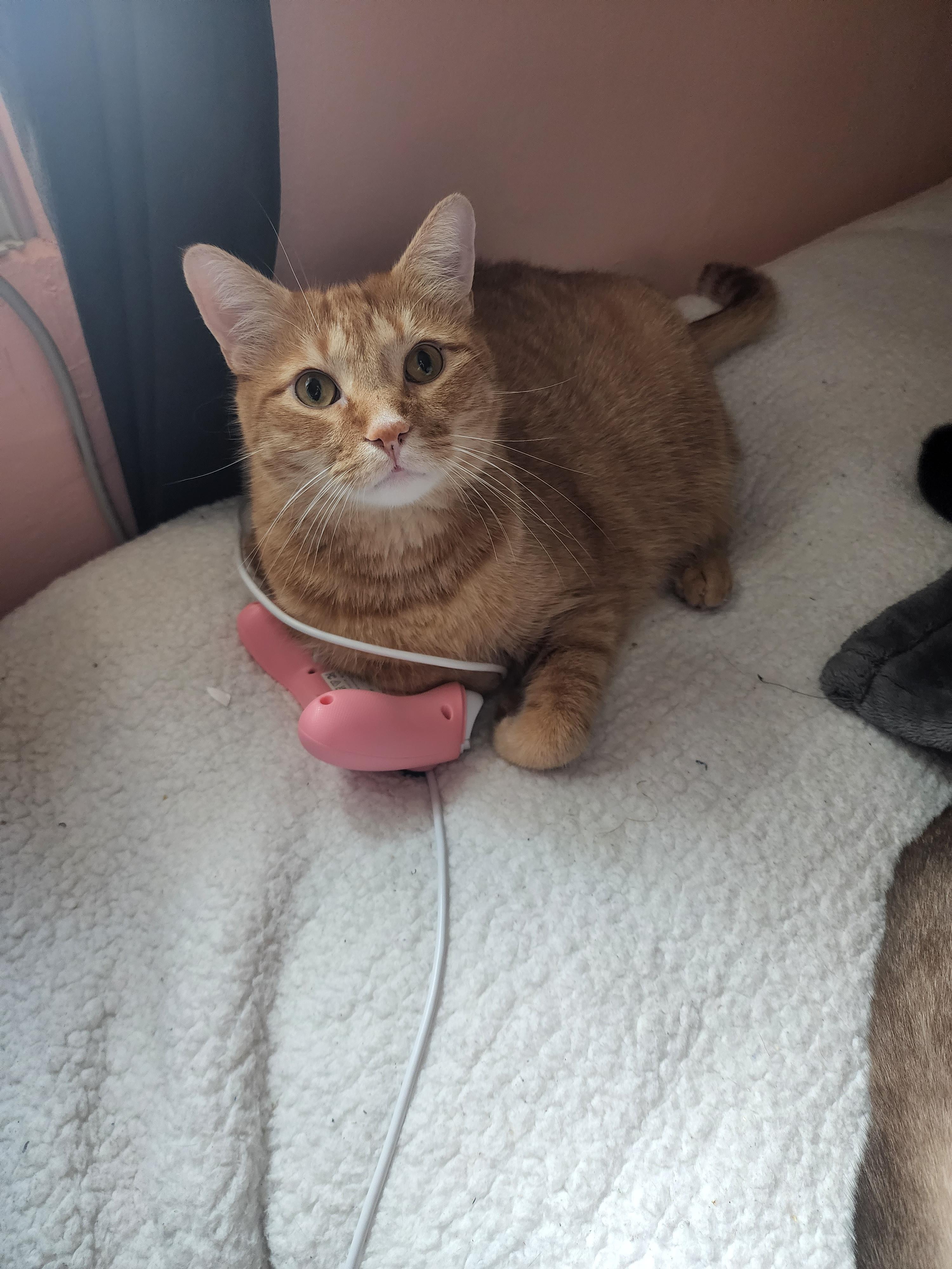 [OC]Augustus(Gus), AKA Gamer Kitty ️ | Scrolller