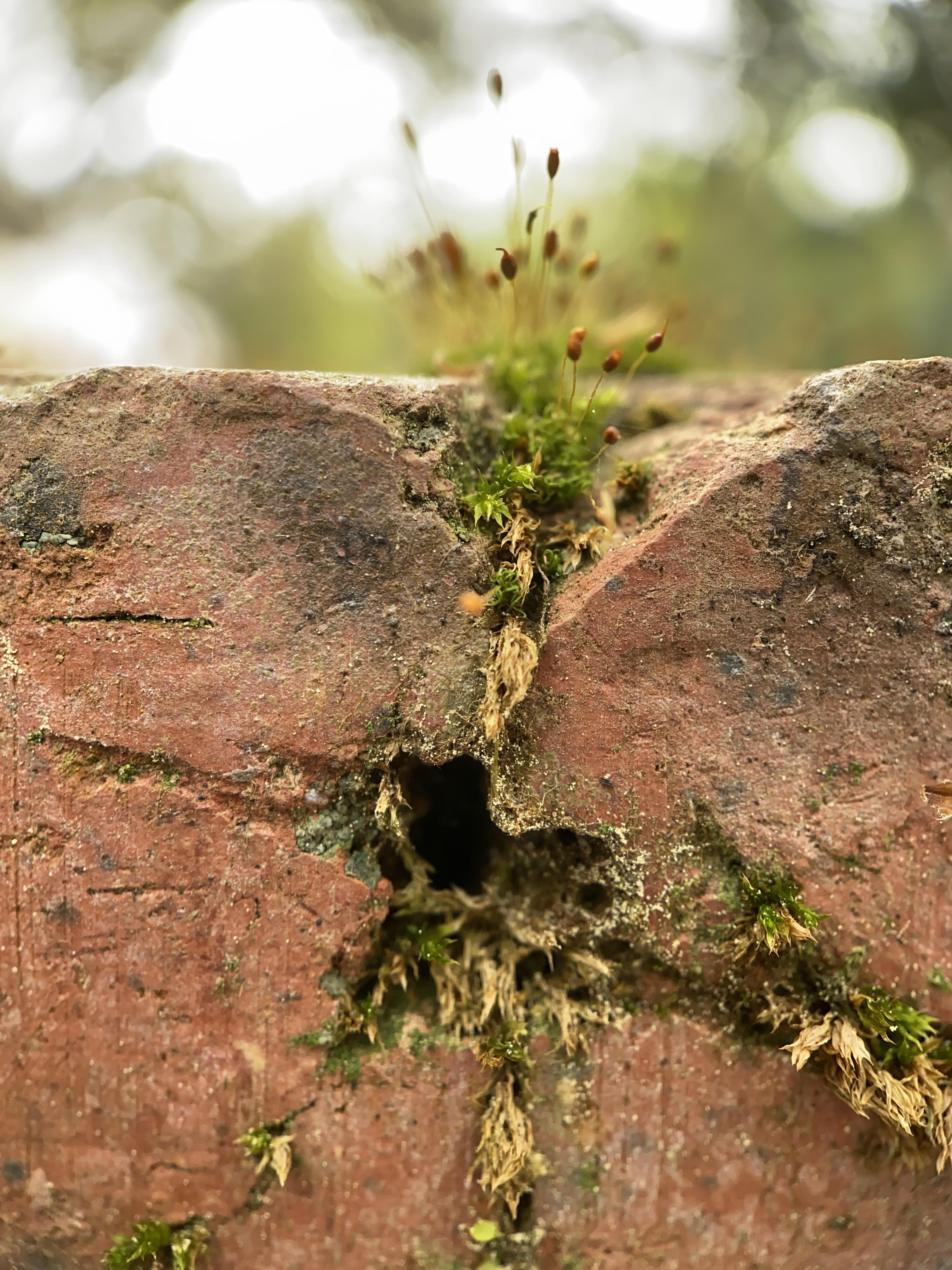 Moss in bricks | Scrolller
