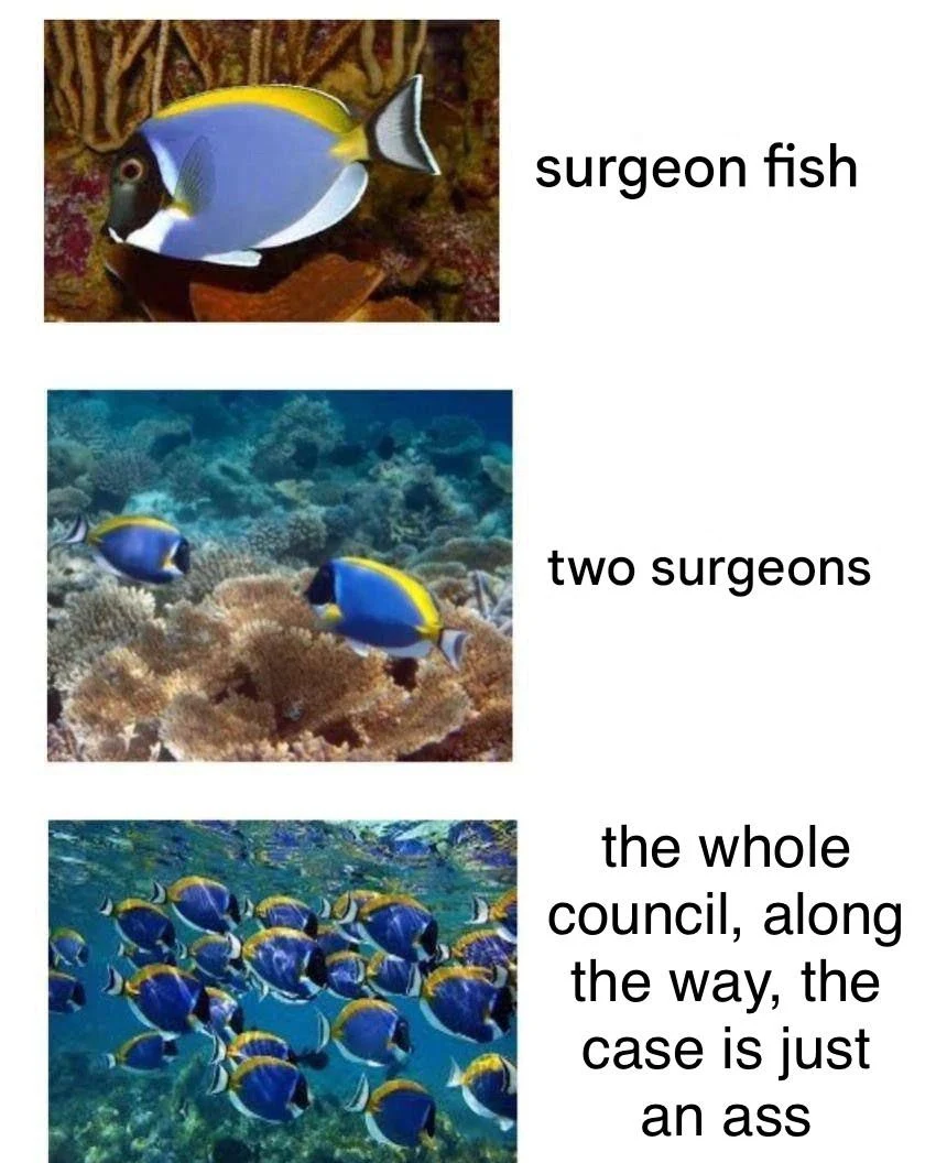 Surgeon fish | Scrolller