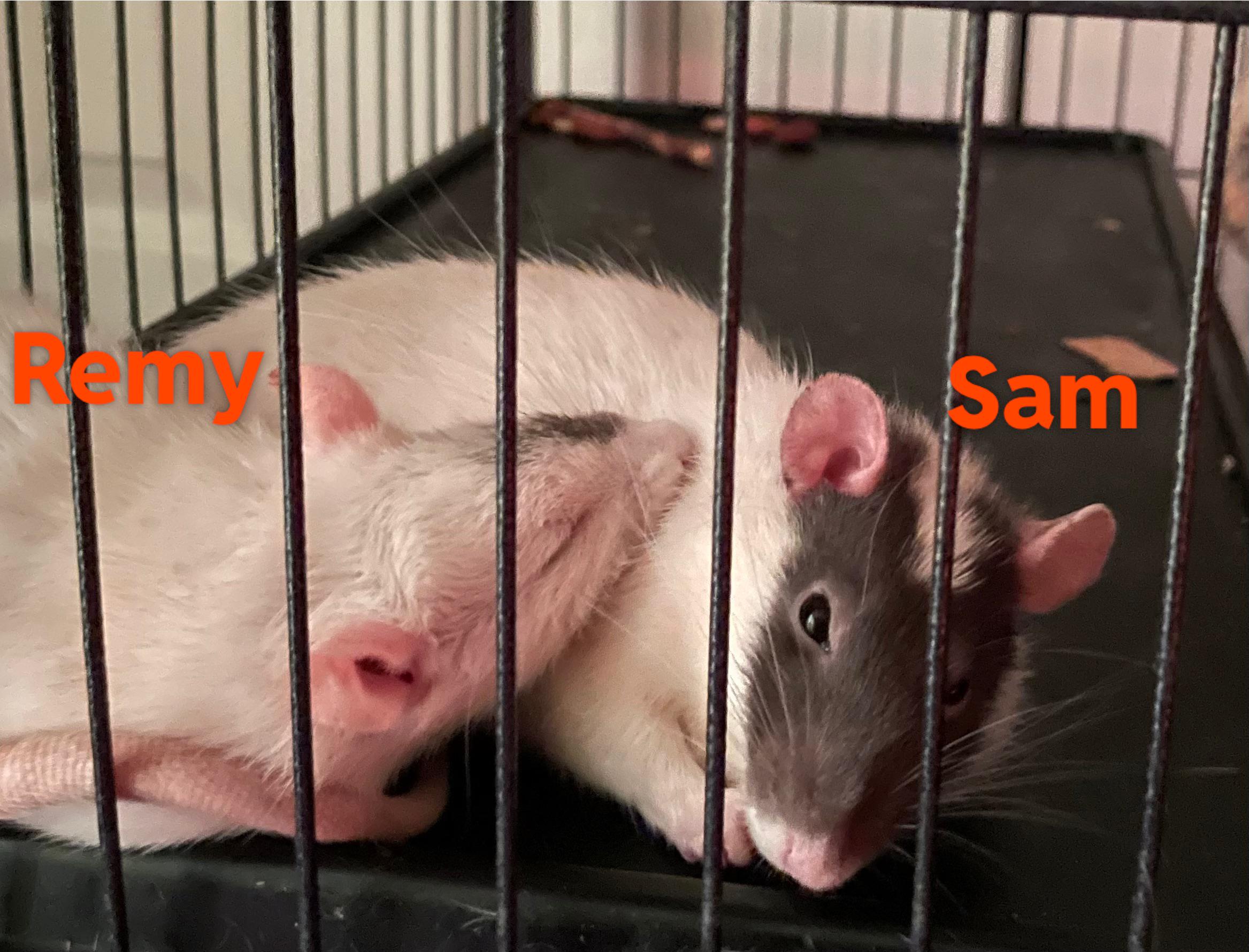 Sweetie Sam | Scrolller