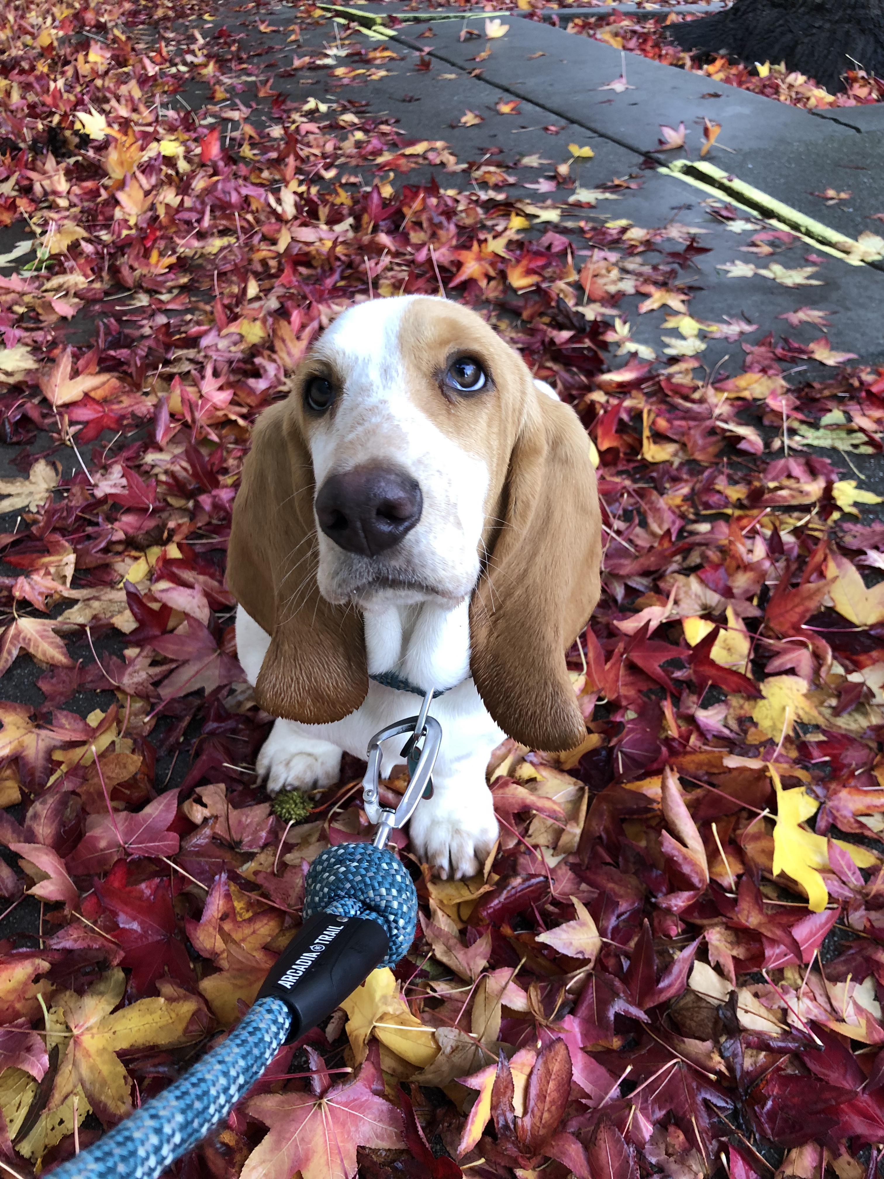 Would you believe her name is Maple? [OC] | Scrolller