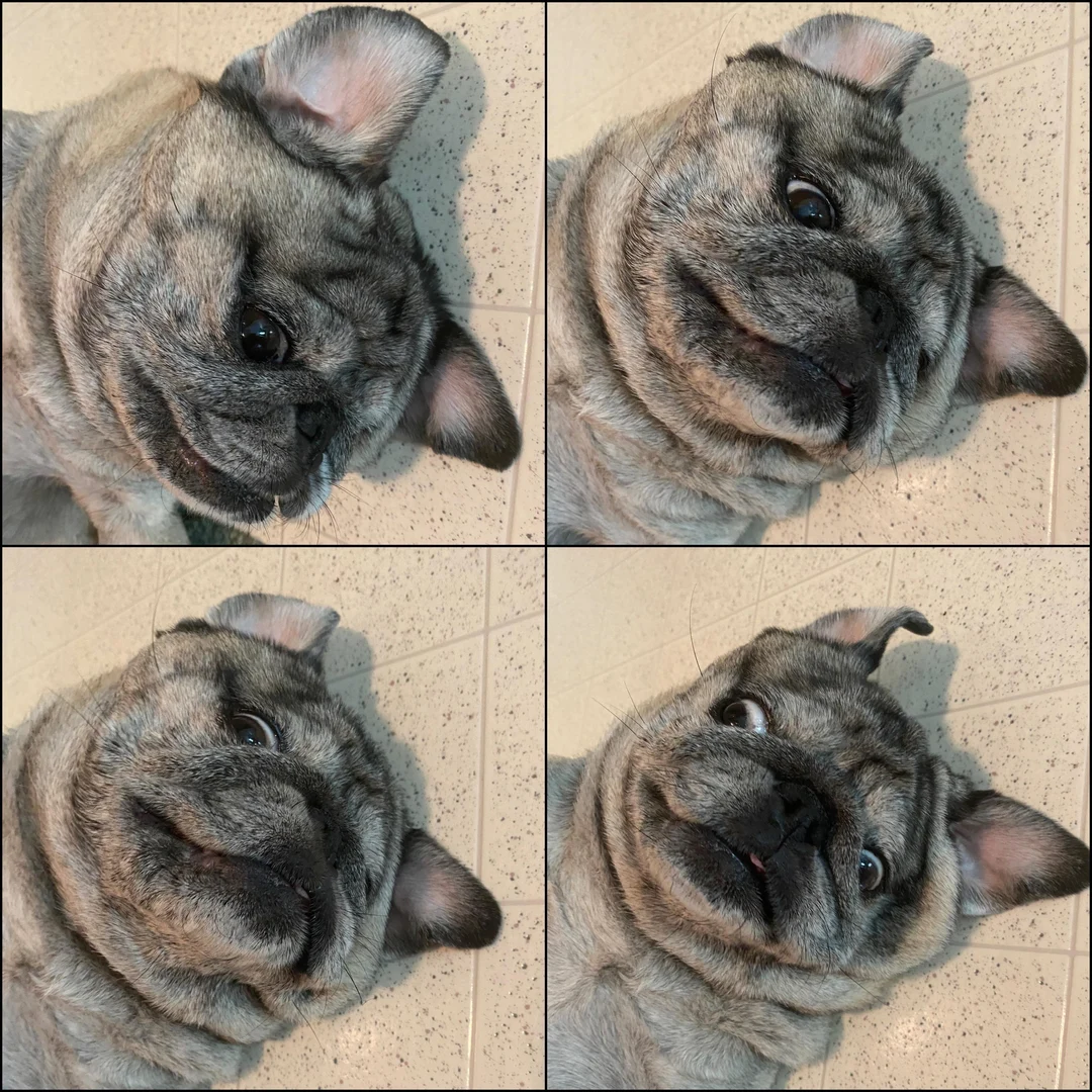 Upside Derp | Scrolller