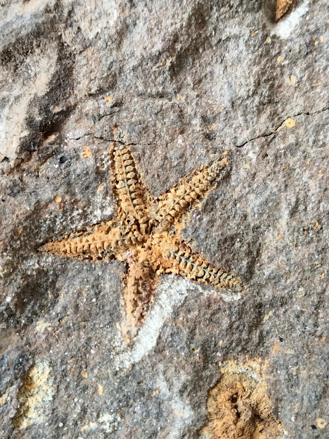 Incredible detail on these fossils ⭐ | Scrolller