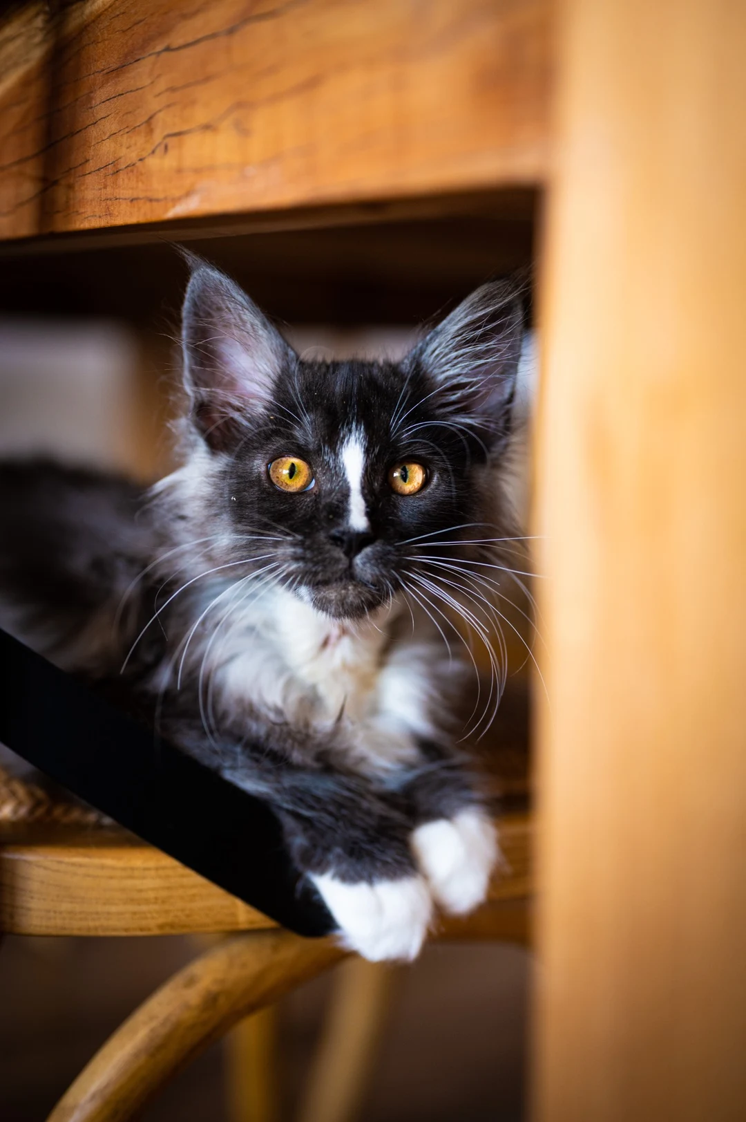 My new mate, Django! | Scrolller