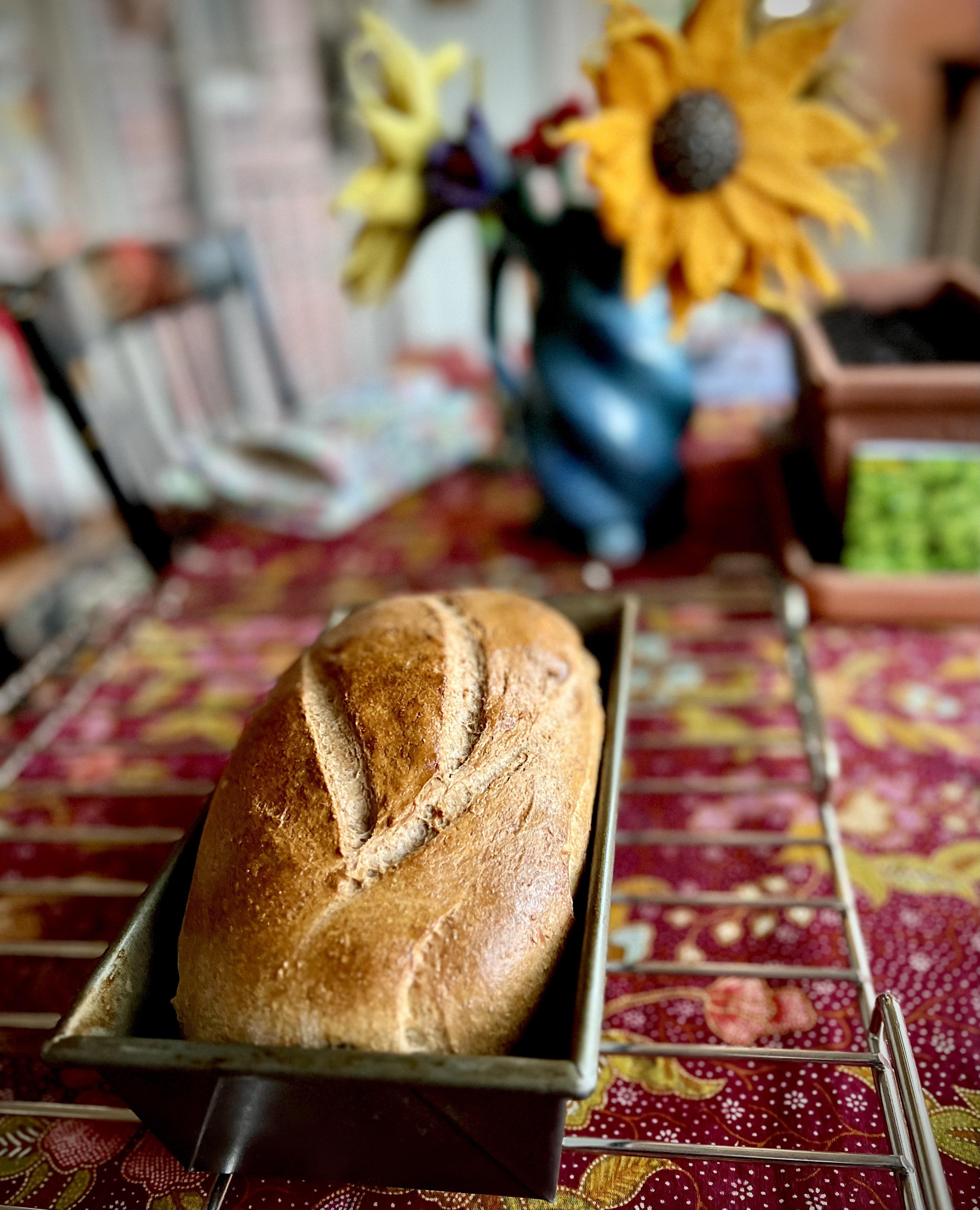 [homemade] from-scratch Milk and Honey Whole Wheat bread. 6 ingredients: milk, honey, red winter ...