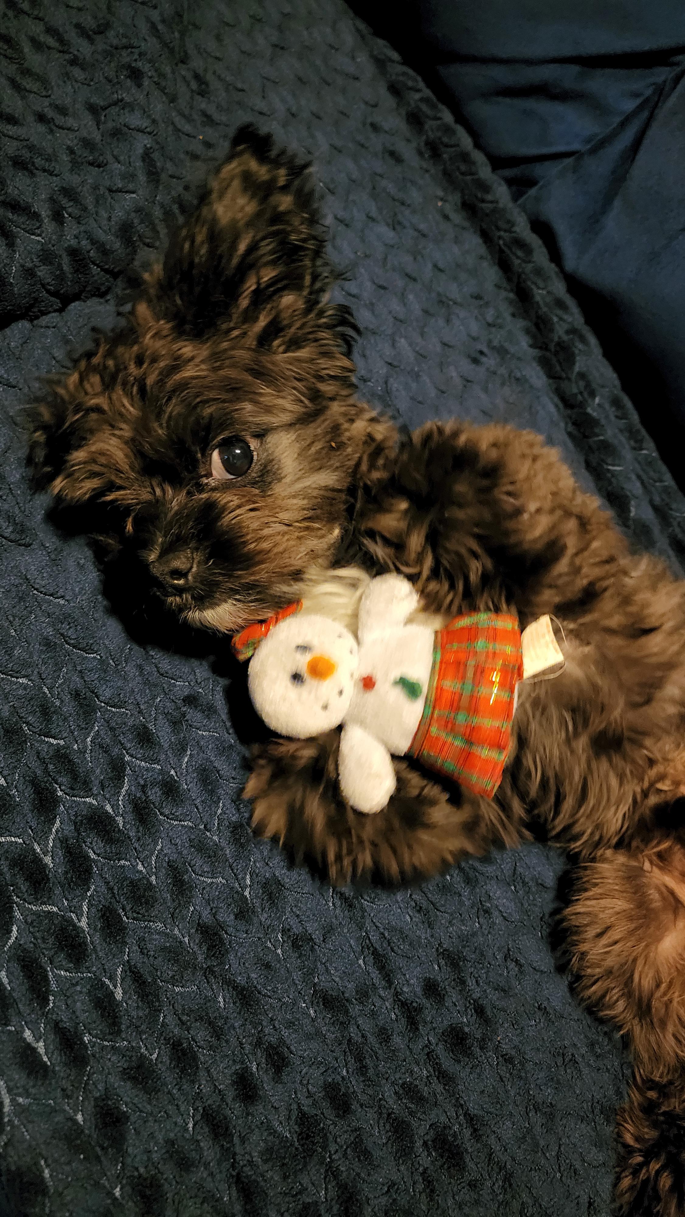 Beep Boop ReyRey 2 Cute (OC) | Scrolller