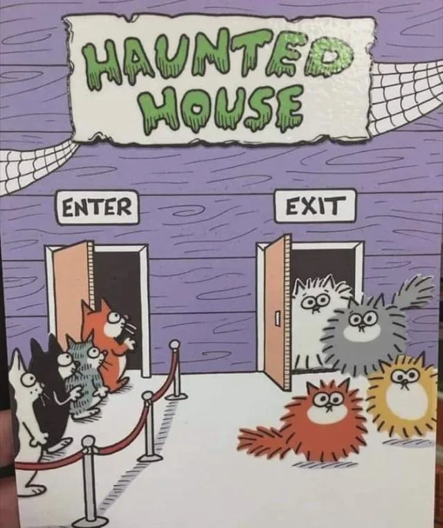 Haunted House for Cats | Scrolller