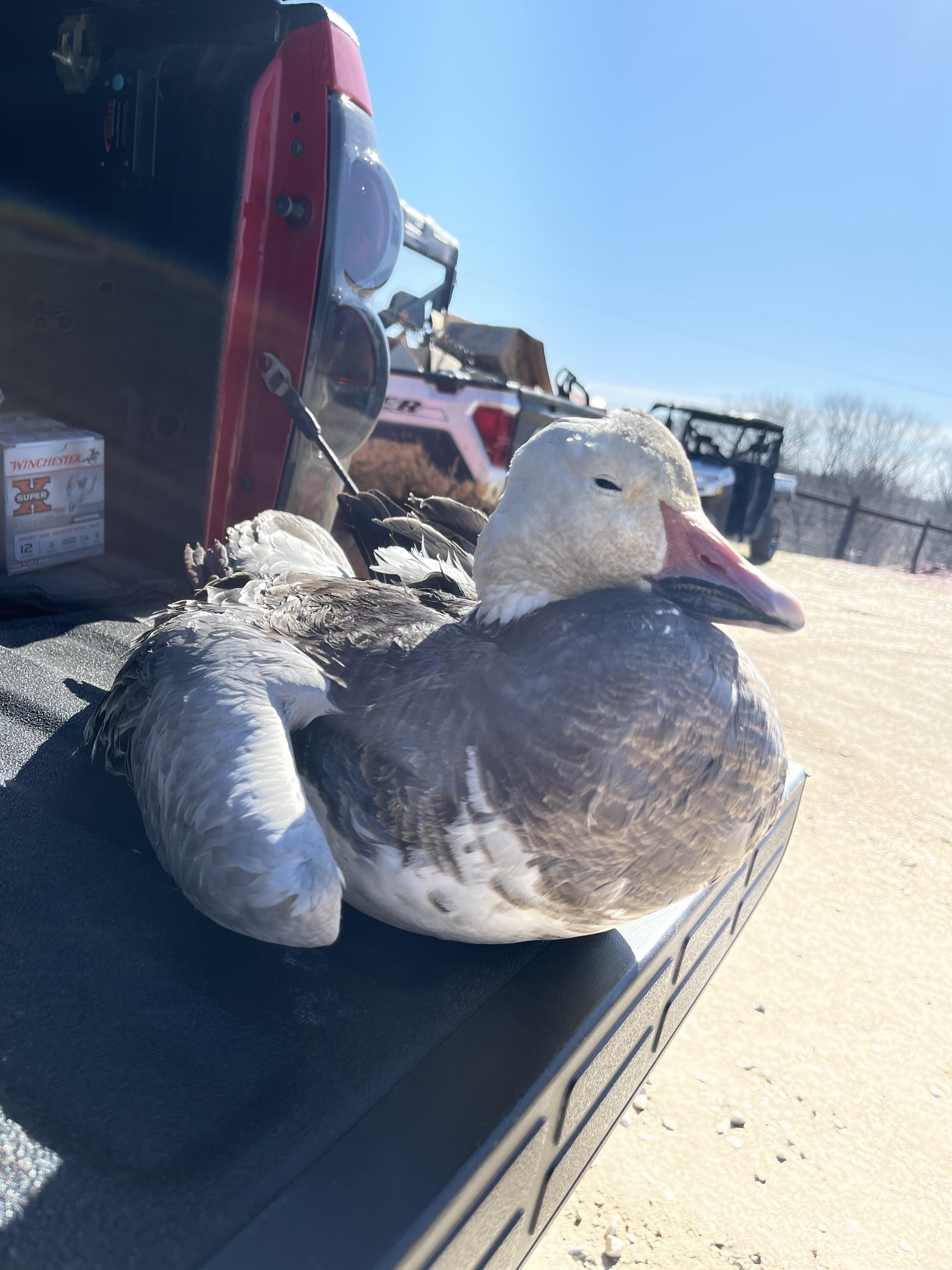 Western Illinois white Bellied Blue Goose. Today was a good day and I didn’t have to use my AK ...