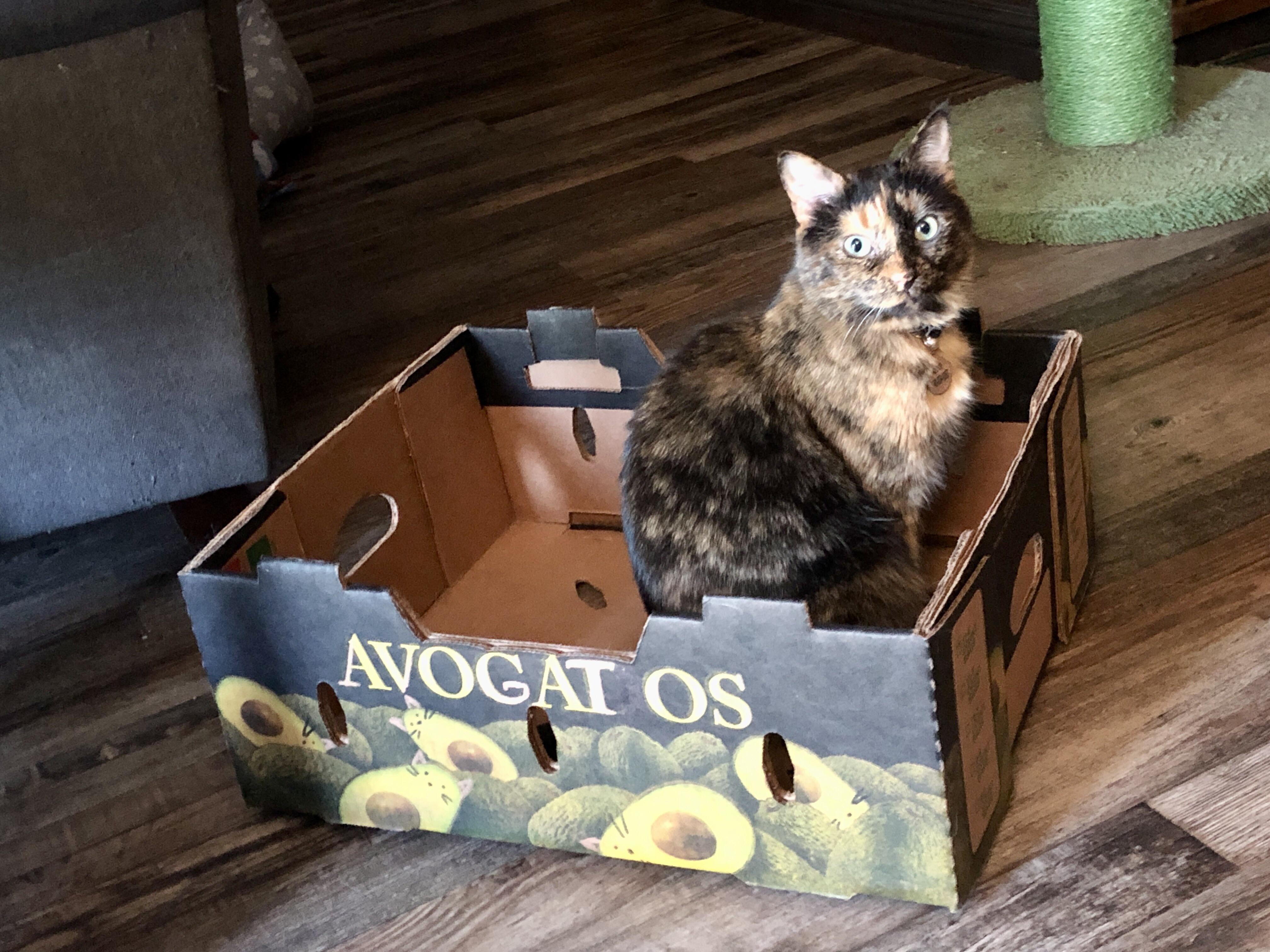 Modified this cat trap to be correctly labeled. | Scrolller