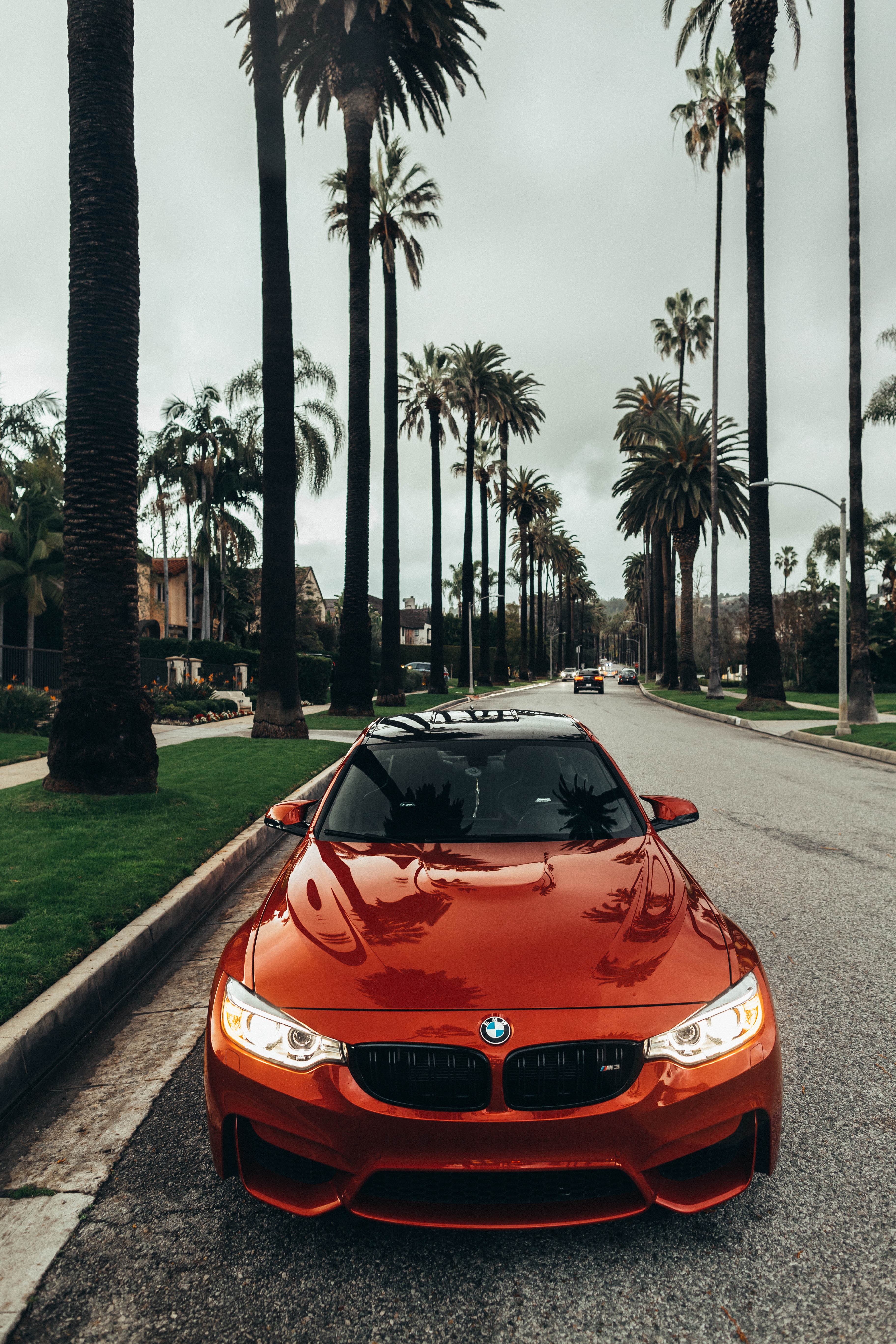 M3 and some palm trees | Scrolller