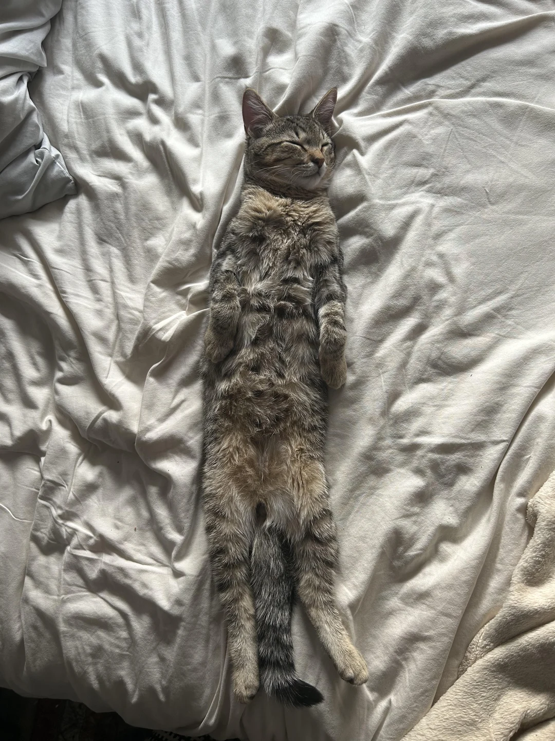 Who sleeps like this???? Goose. All. The. Time. | Scrolller