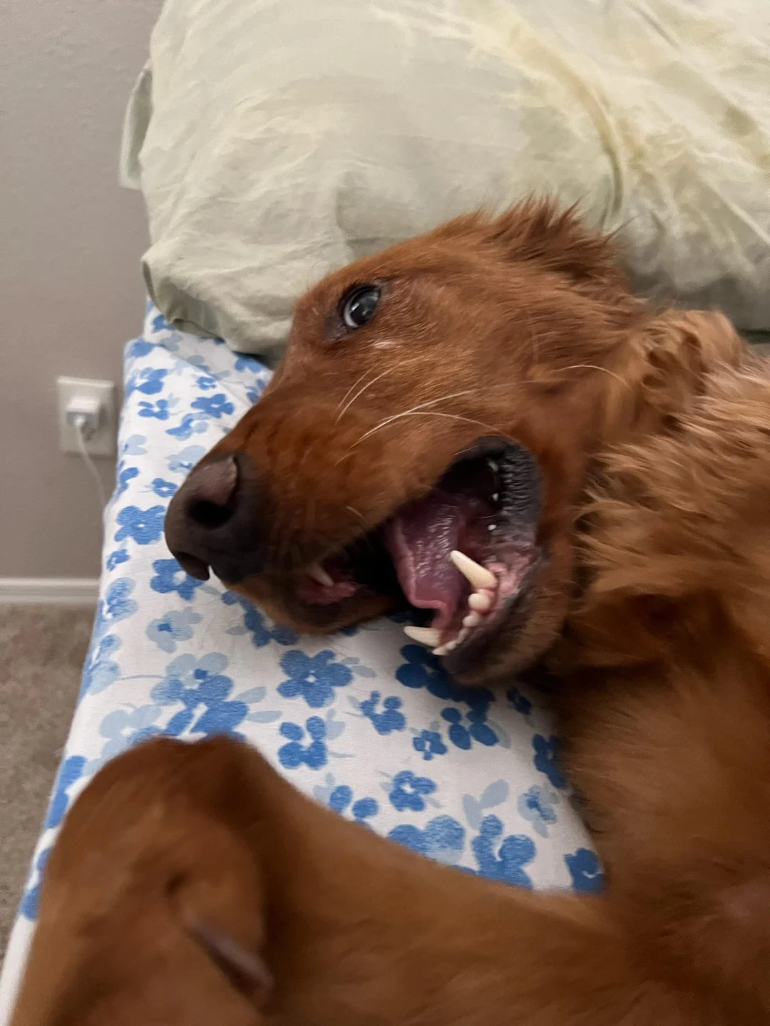 Meet Molly | Scrolller