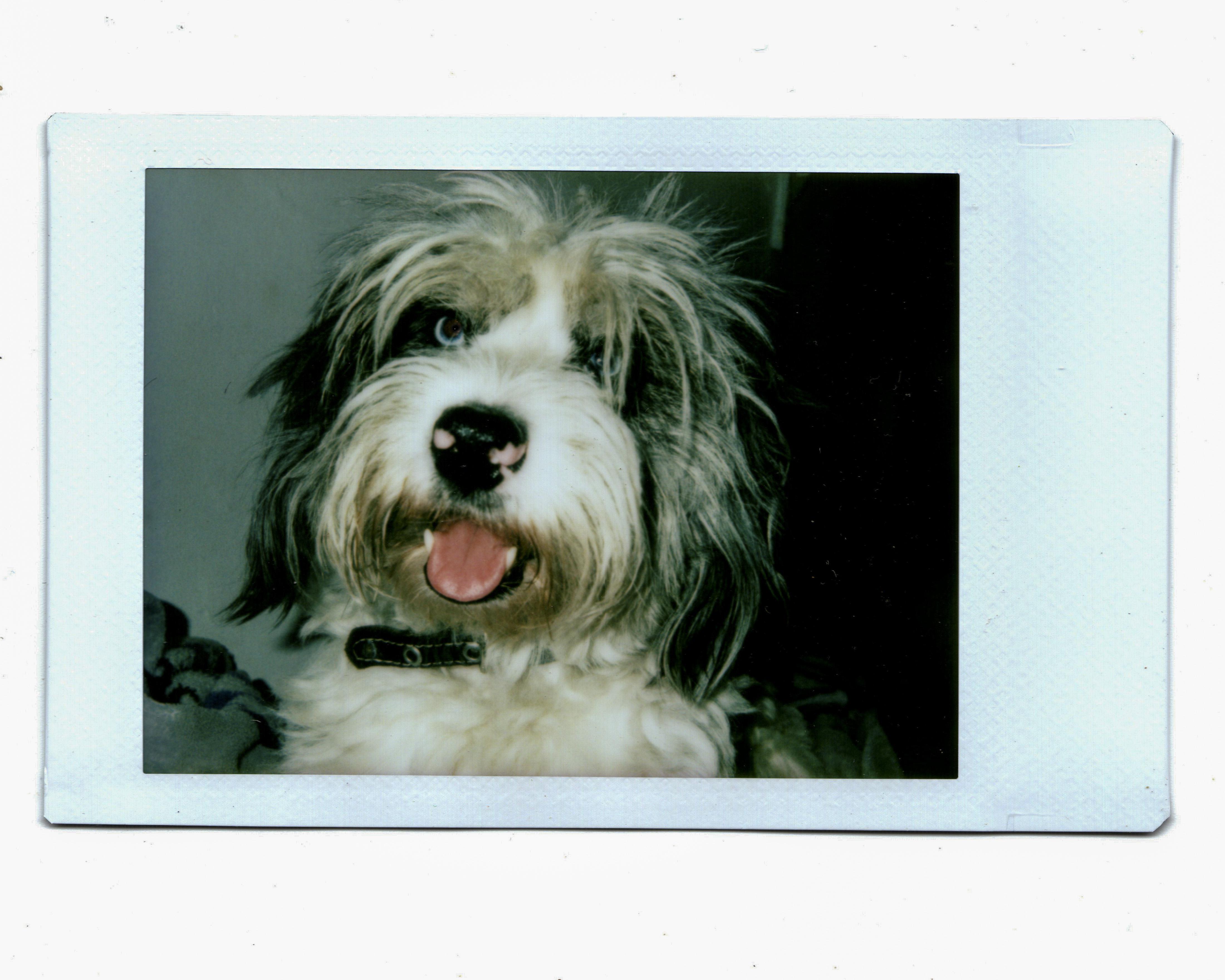 His name is Prince | Scrolller